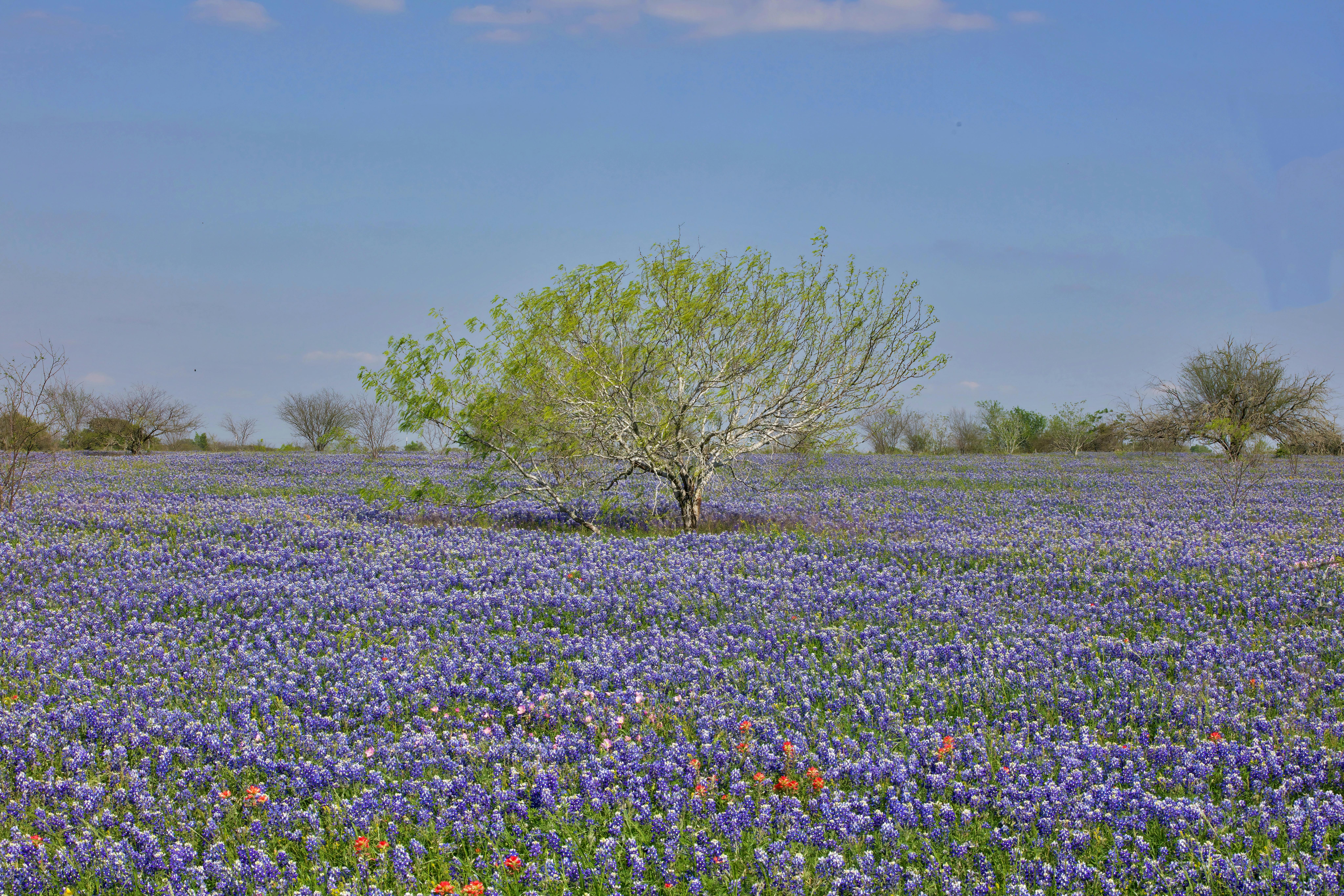 Field of Bluebonnets · Free Stock Photo
