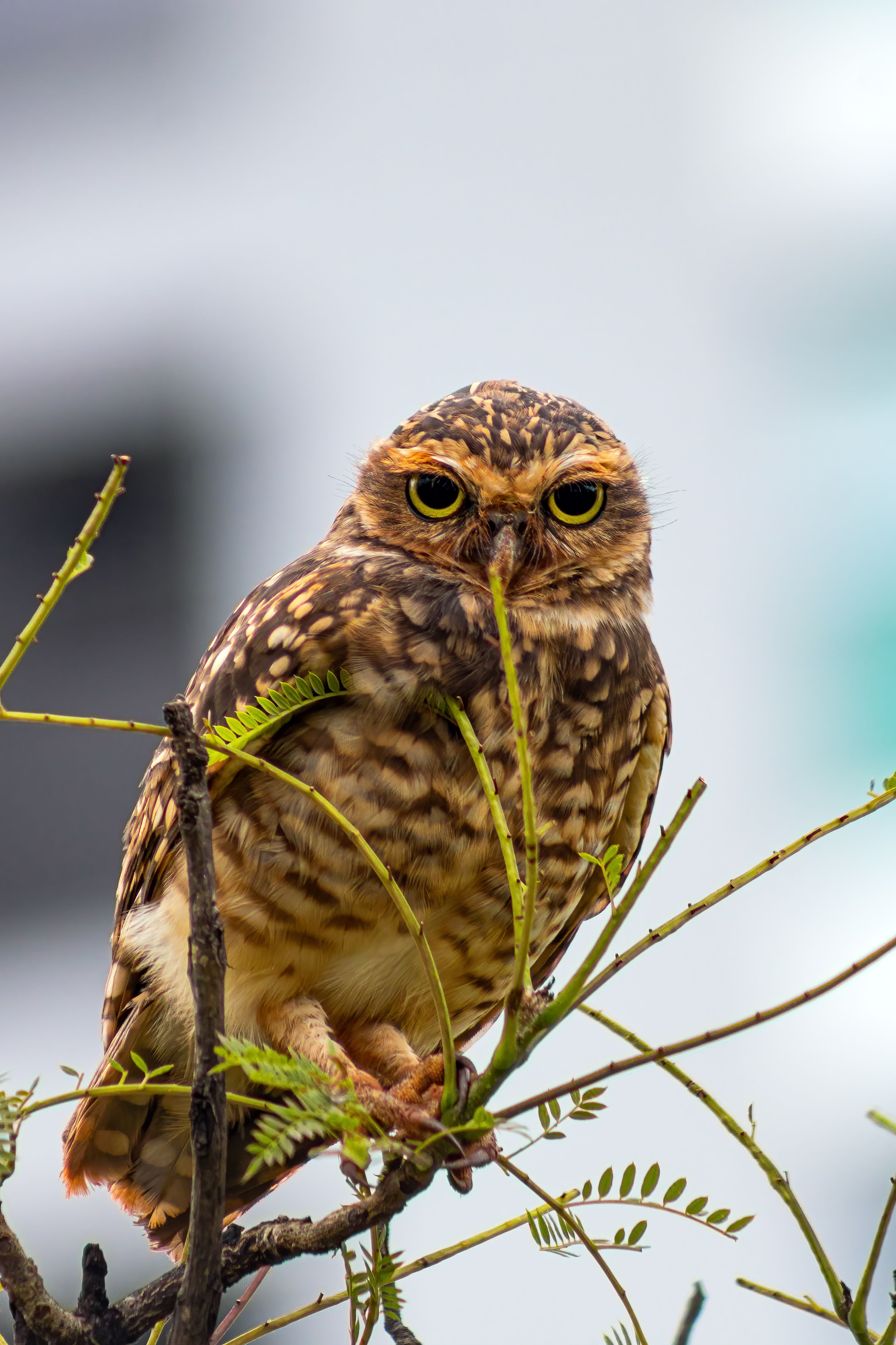 Aves 21 Photos & Videos Collected by Alexandre P. Junior