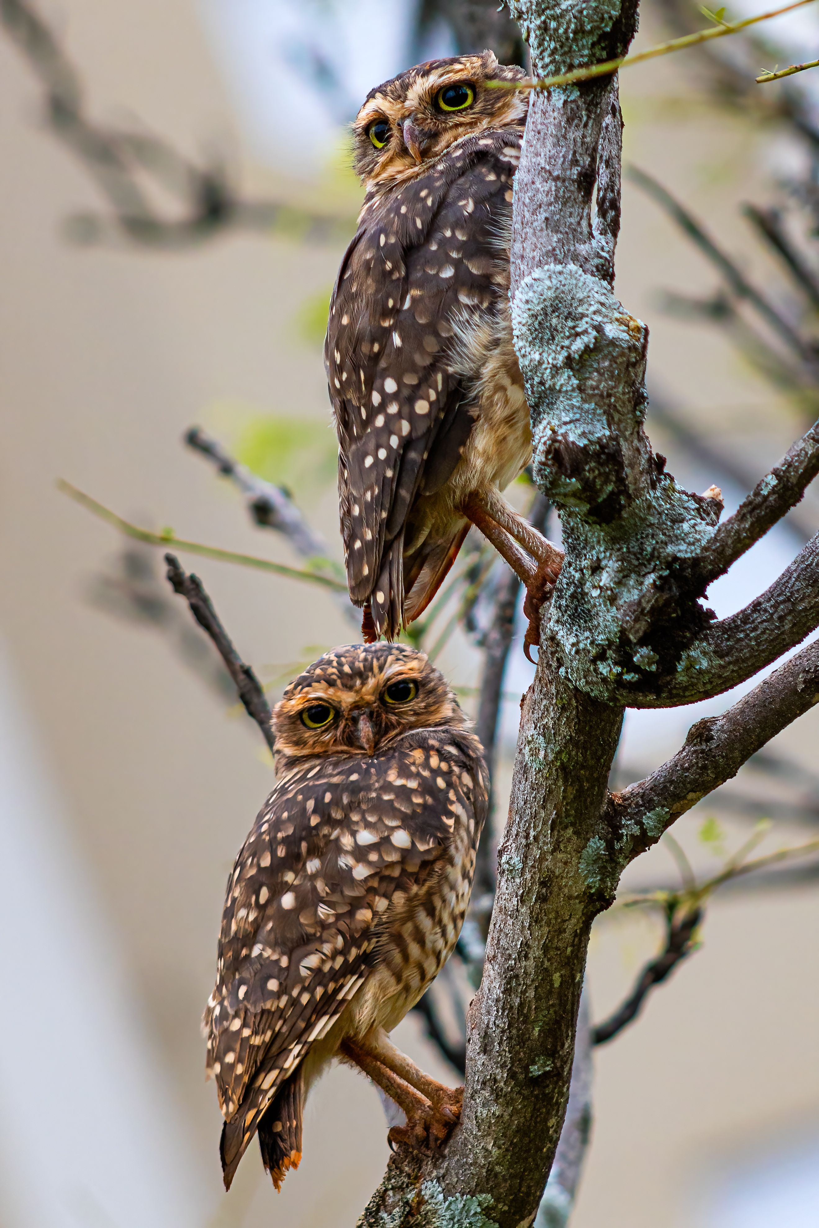 Two Little Owls Perching on Tree · Free Stock Photo
