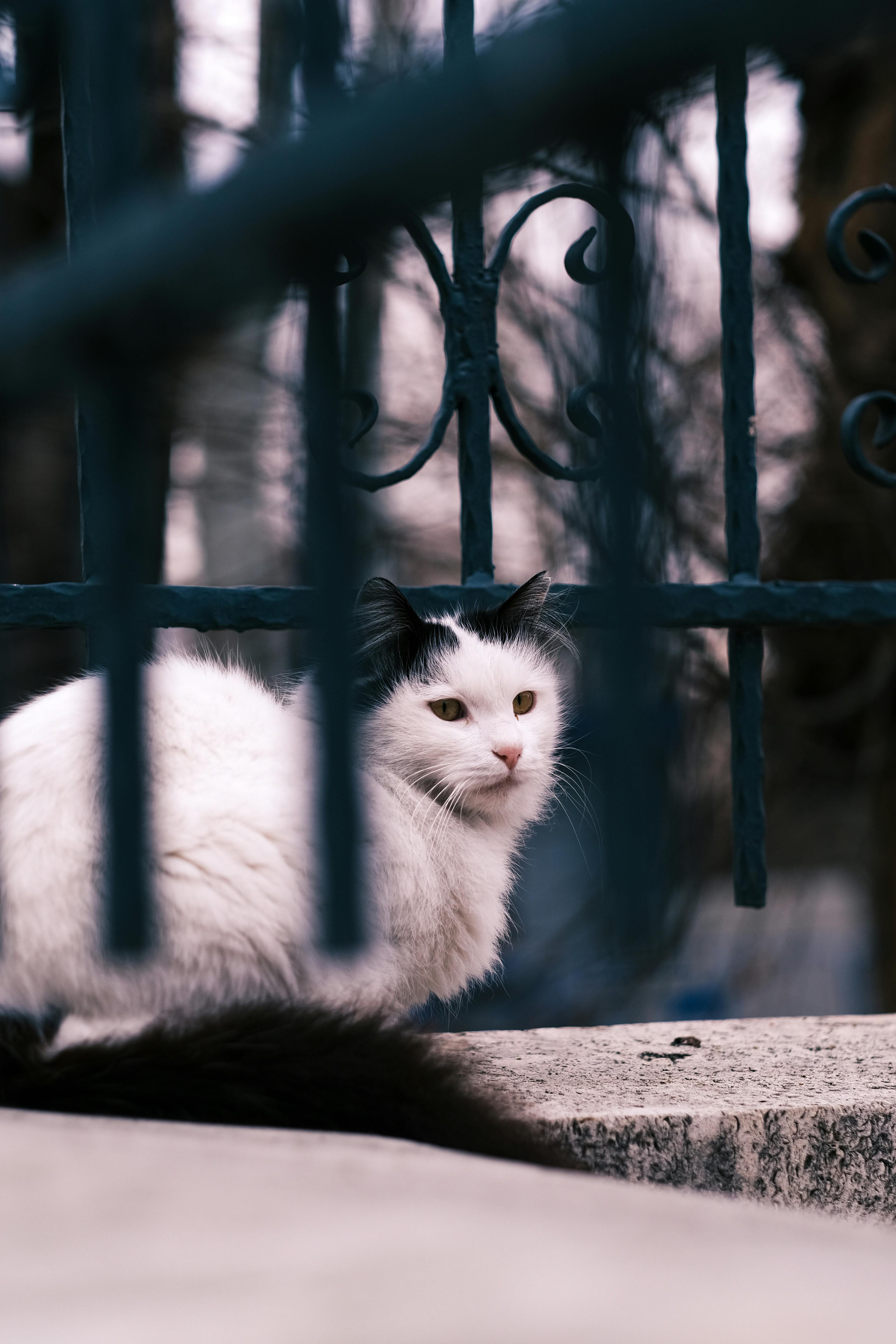 Stray Cat at Fence · Free Stock Photo