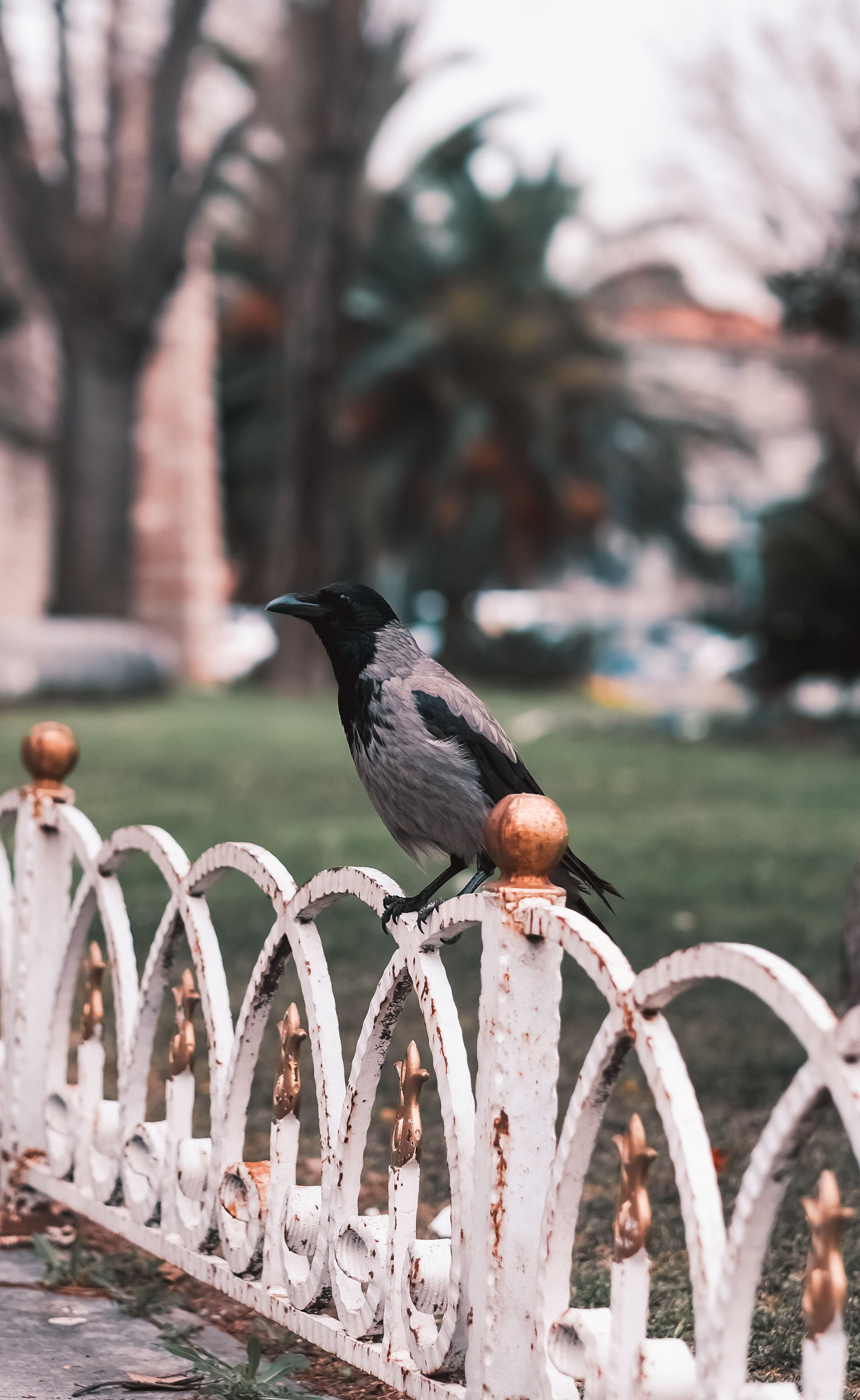 Crow on Fence Bars · Free Stock Photo