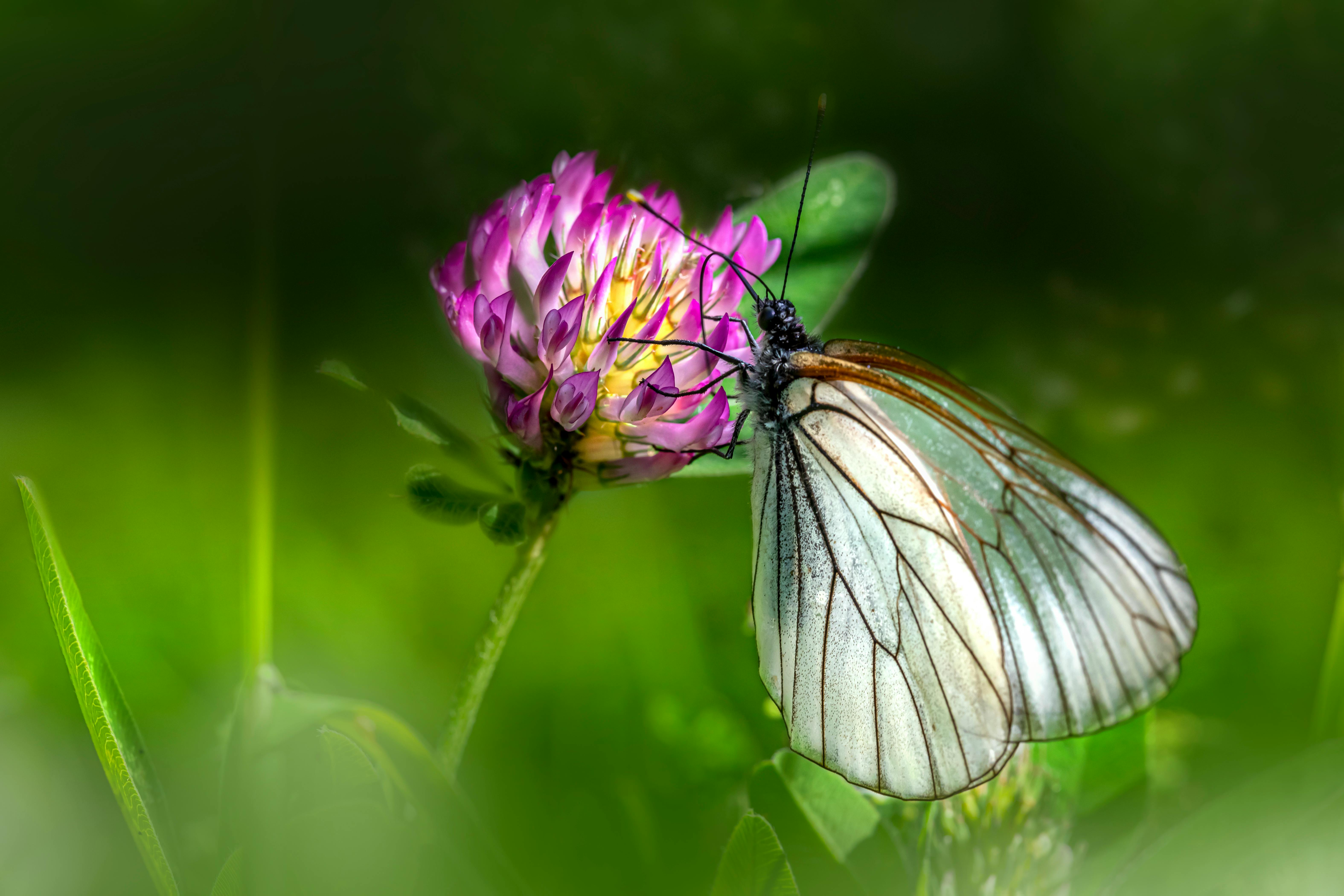 Animated Flower Photos, Download The BEST Free Animated Flower Stock ...