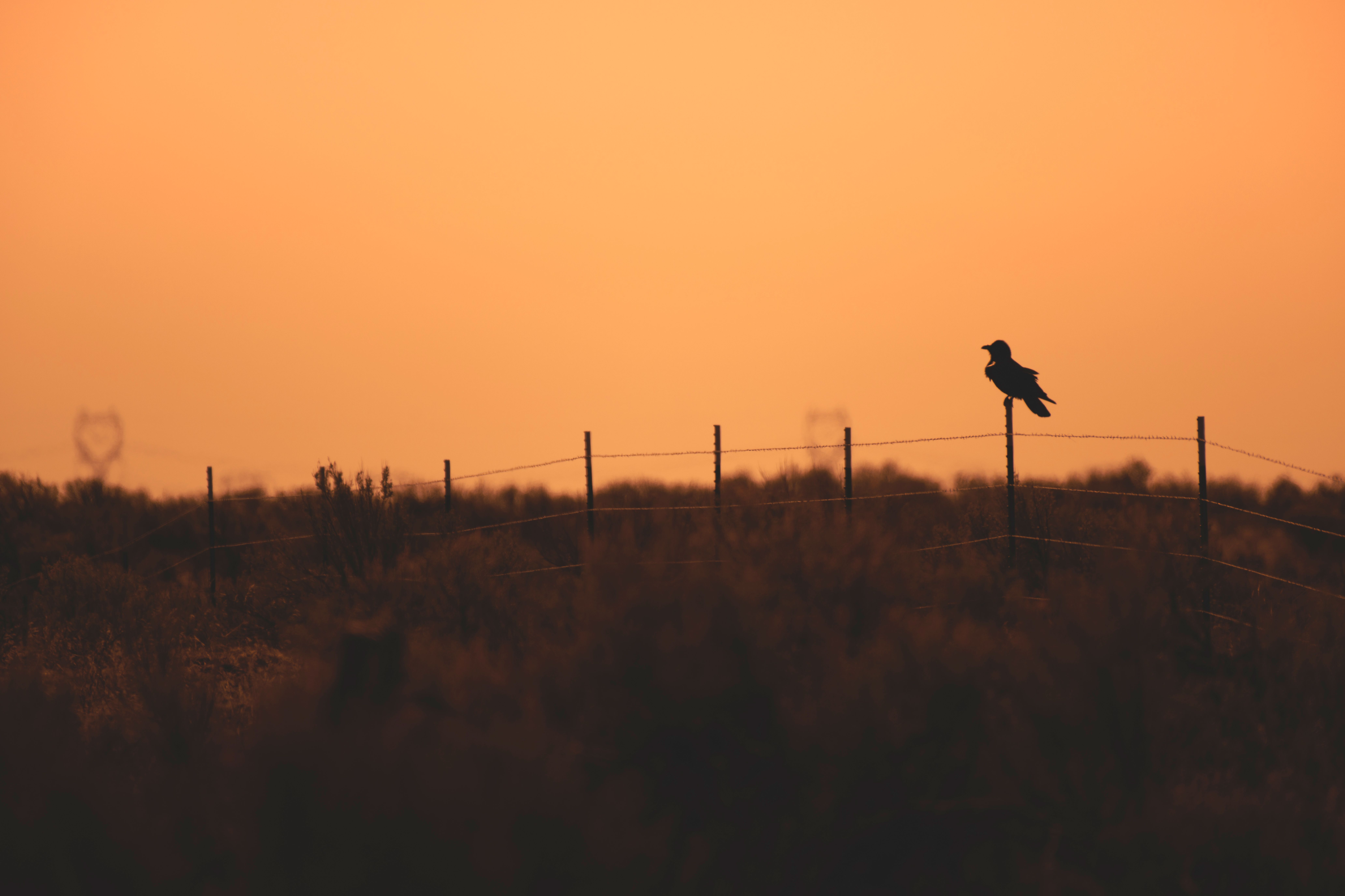 Bird on a Fence at Dawn · Free Stock Photo