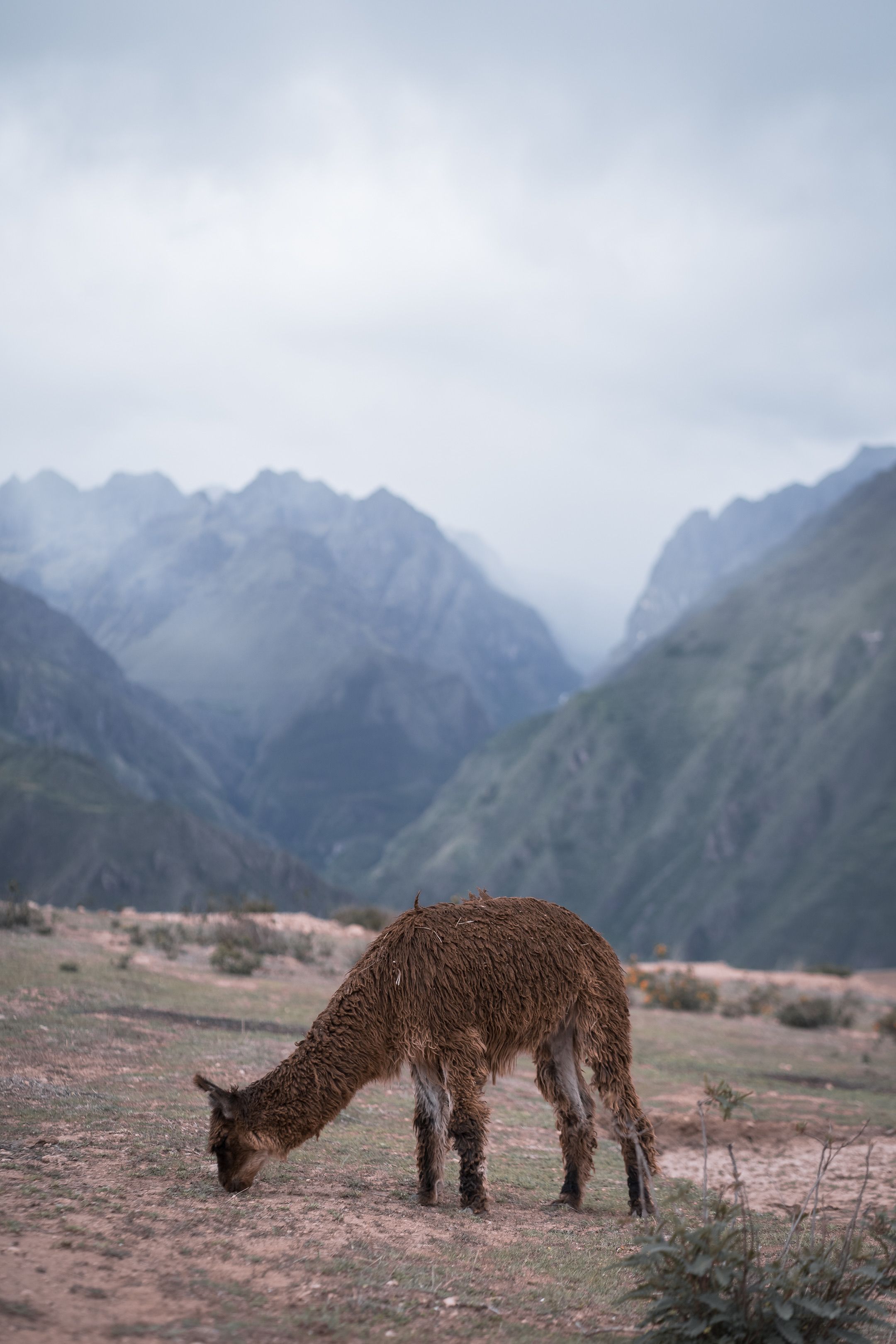 View of an Alpaca Standing on a Mountain Peak · Free Stock Photo