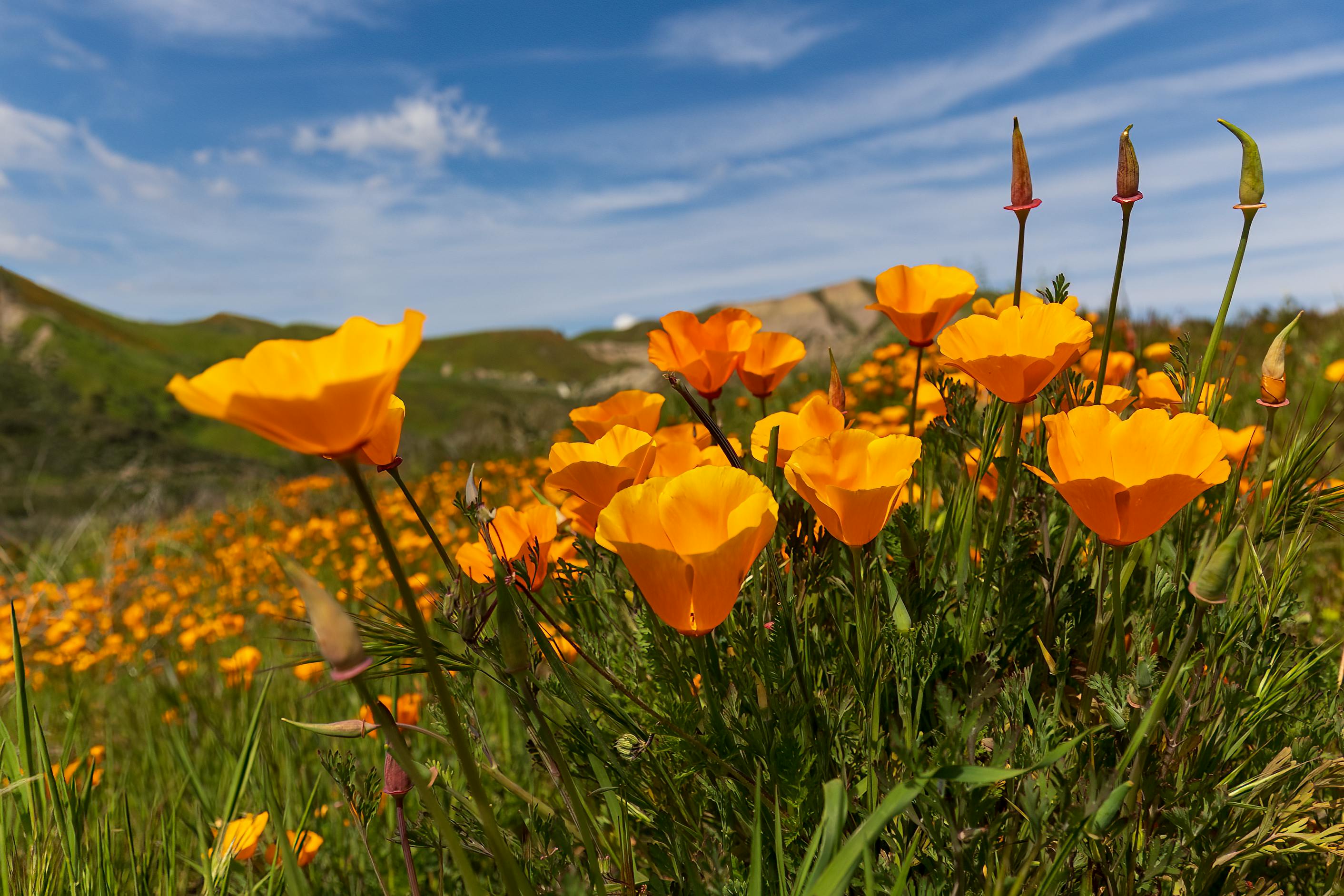 Orange Poppys on a Field · Free Stock Photo