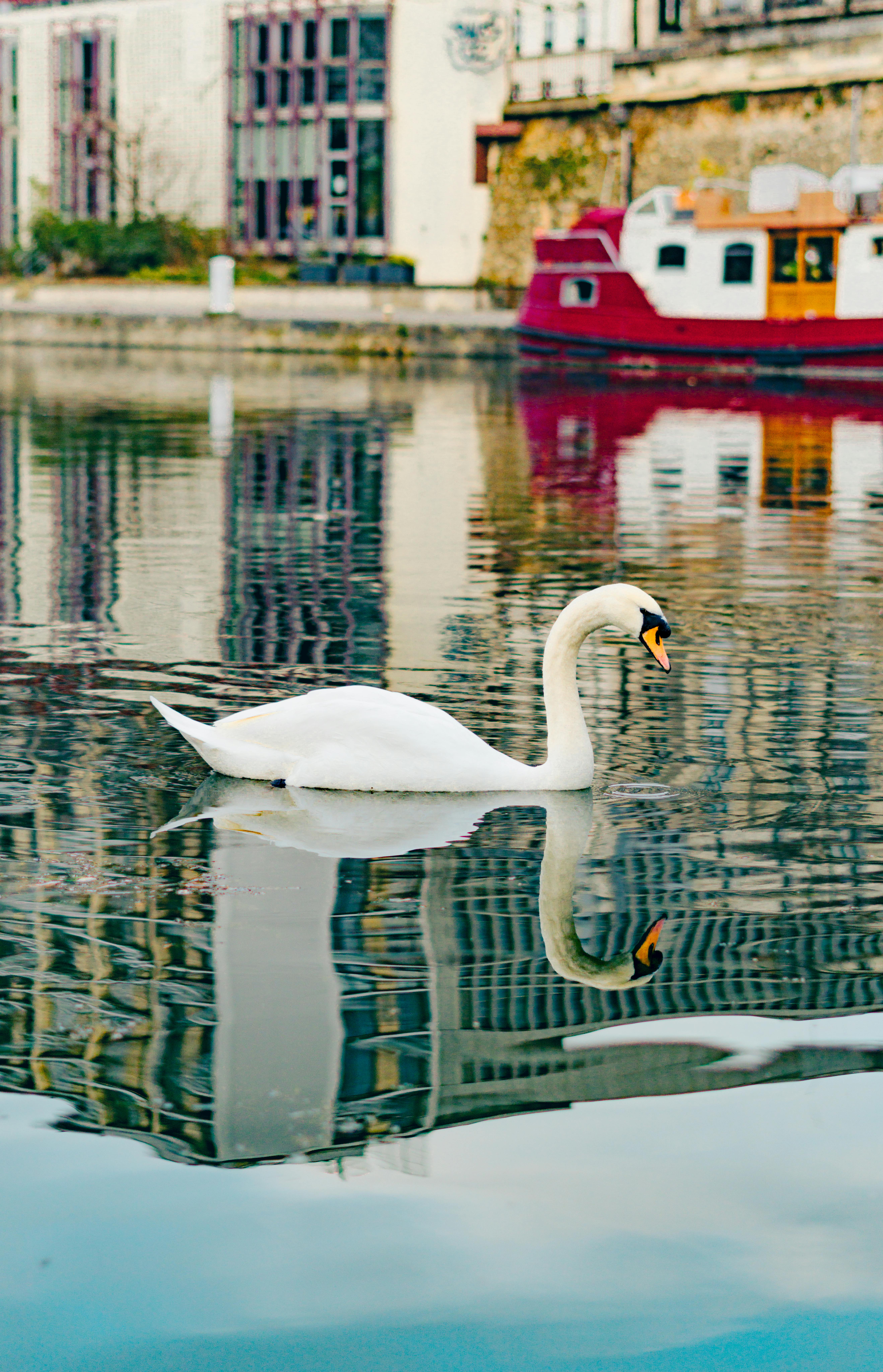 Swan Reflecting in River · Free Stock Photo