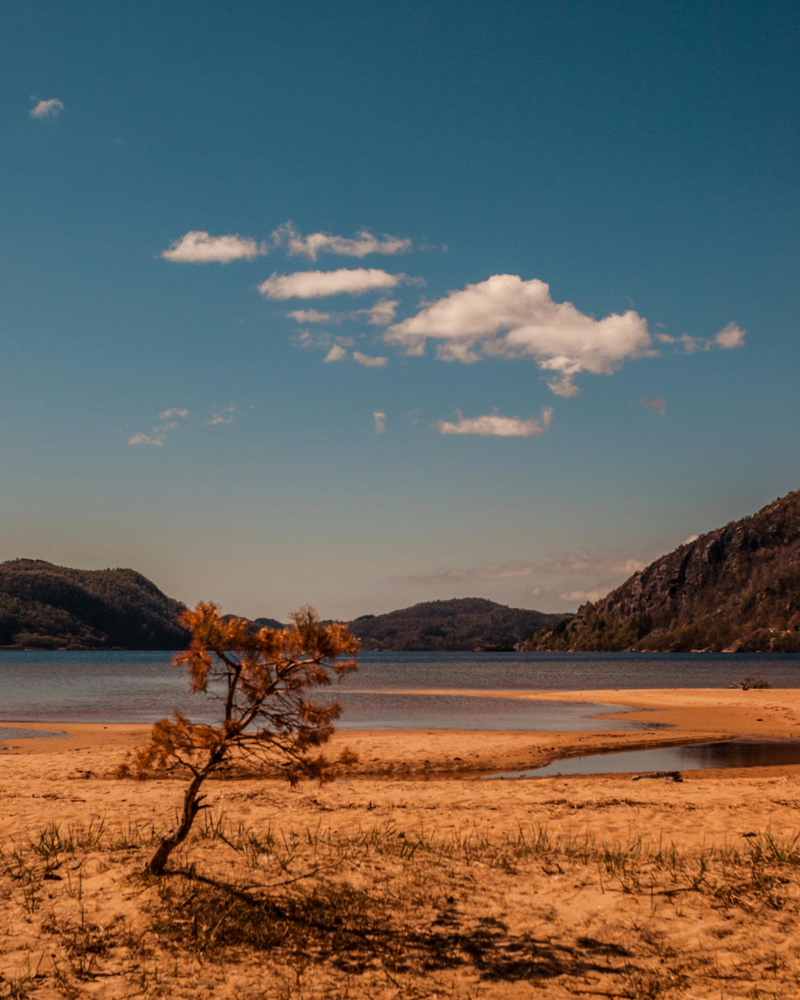 Single Tree with Lake behind · Free Stock Photo