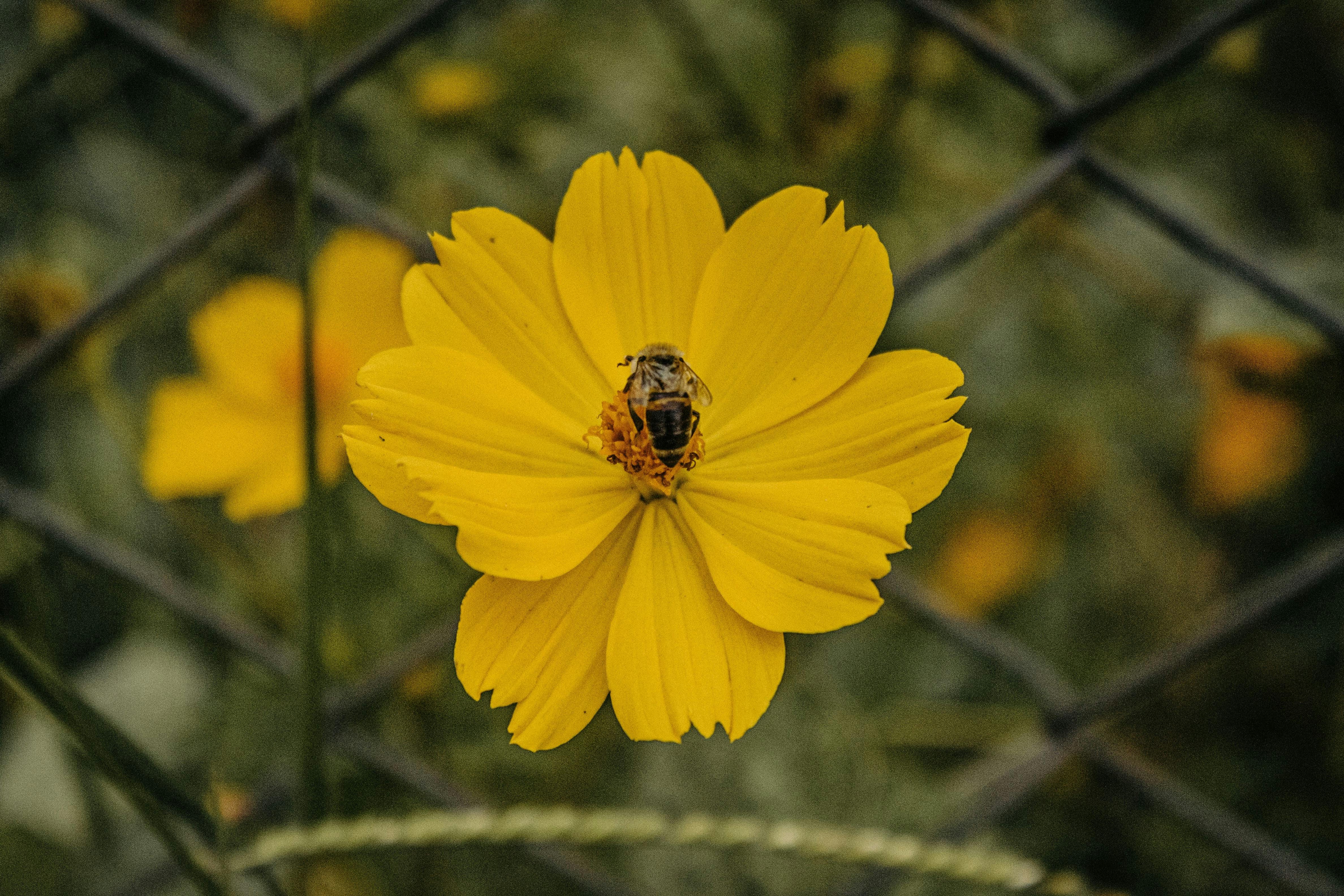 Flower Col Photos, Download The BEST Free Flower Col Stock Photos & HD ...