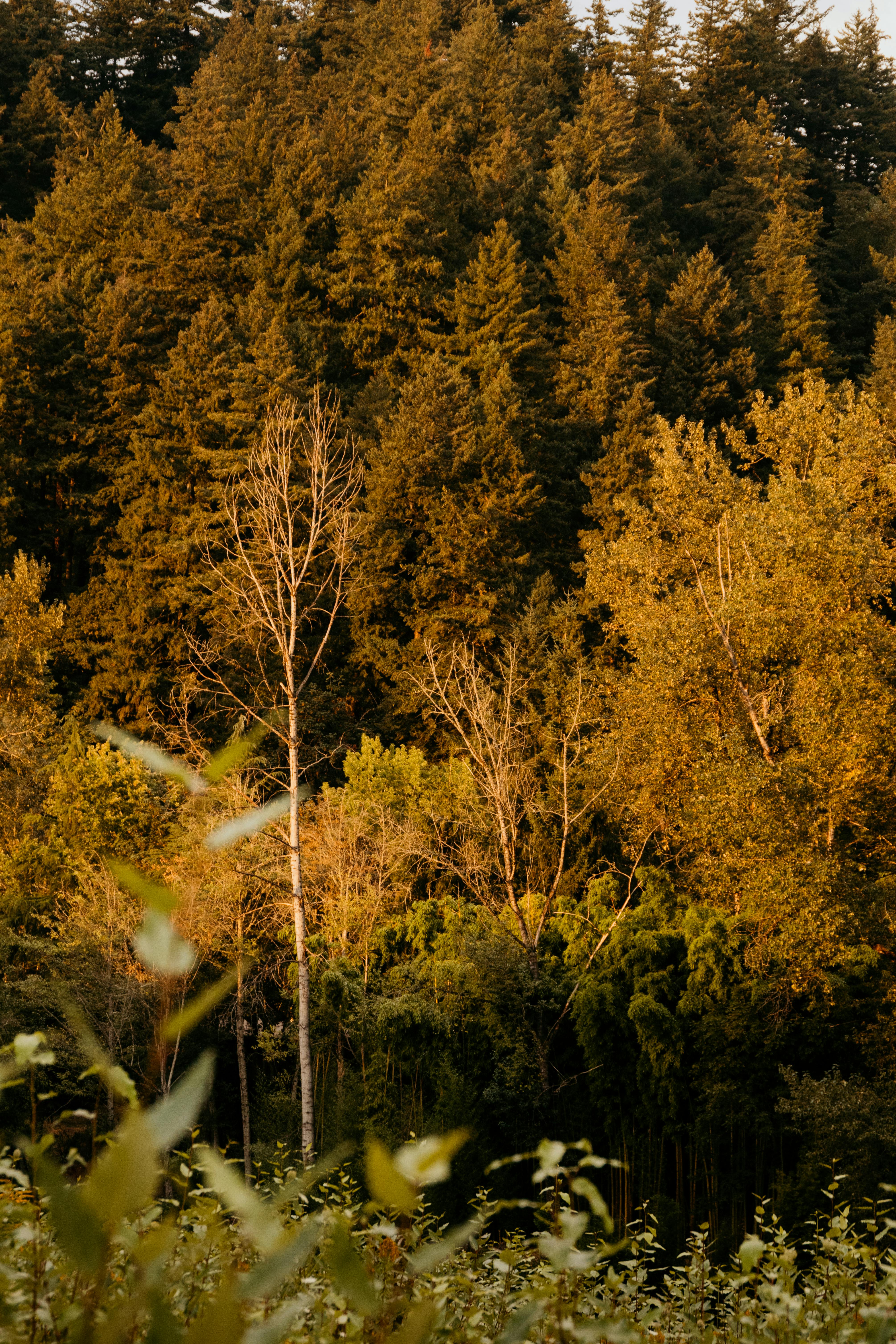 Photo of Autumn Trees · Free Stock Photo