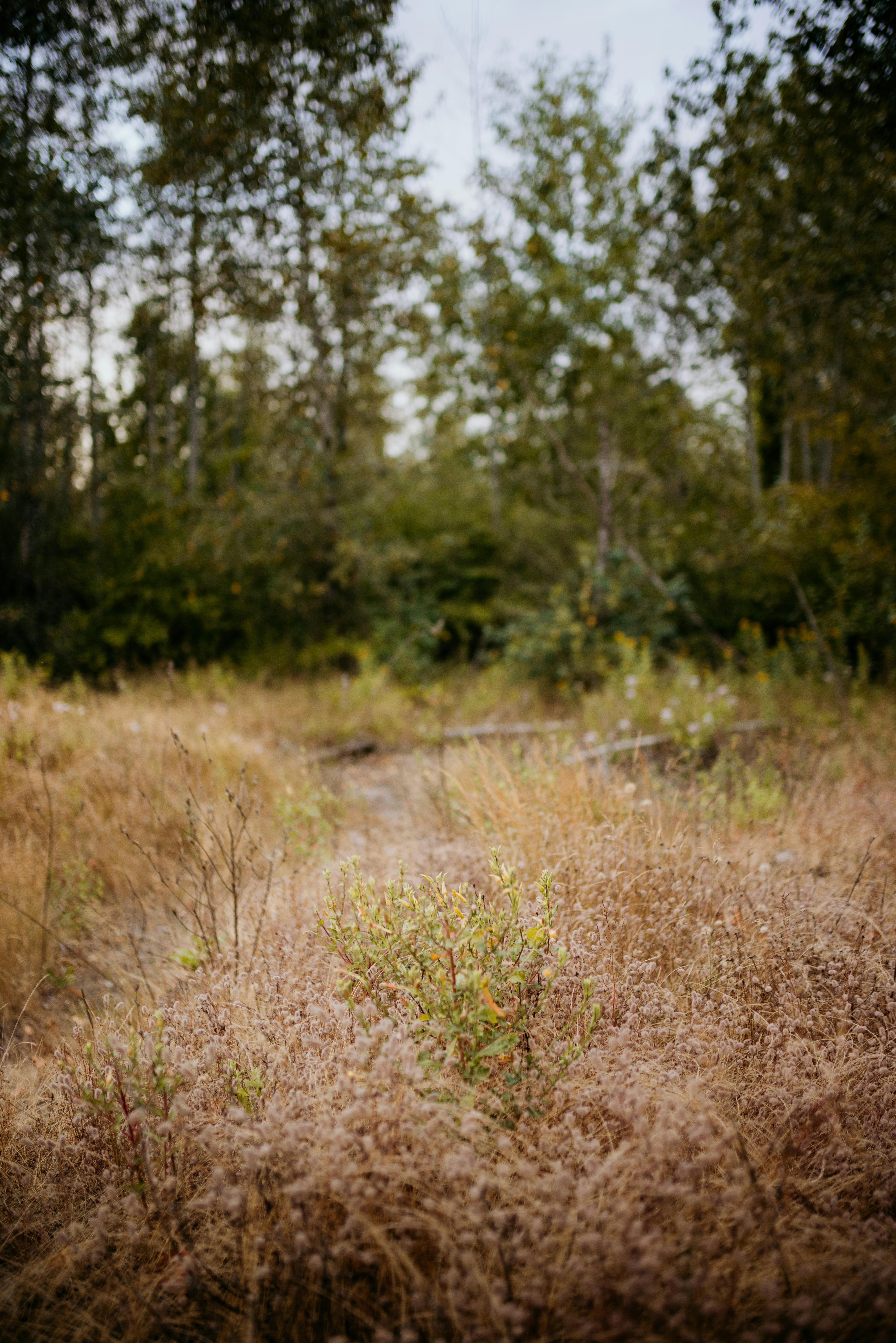 Dry Grass in a Forest · Free Stock Photo