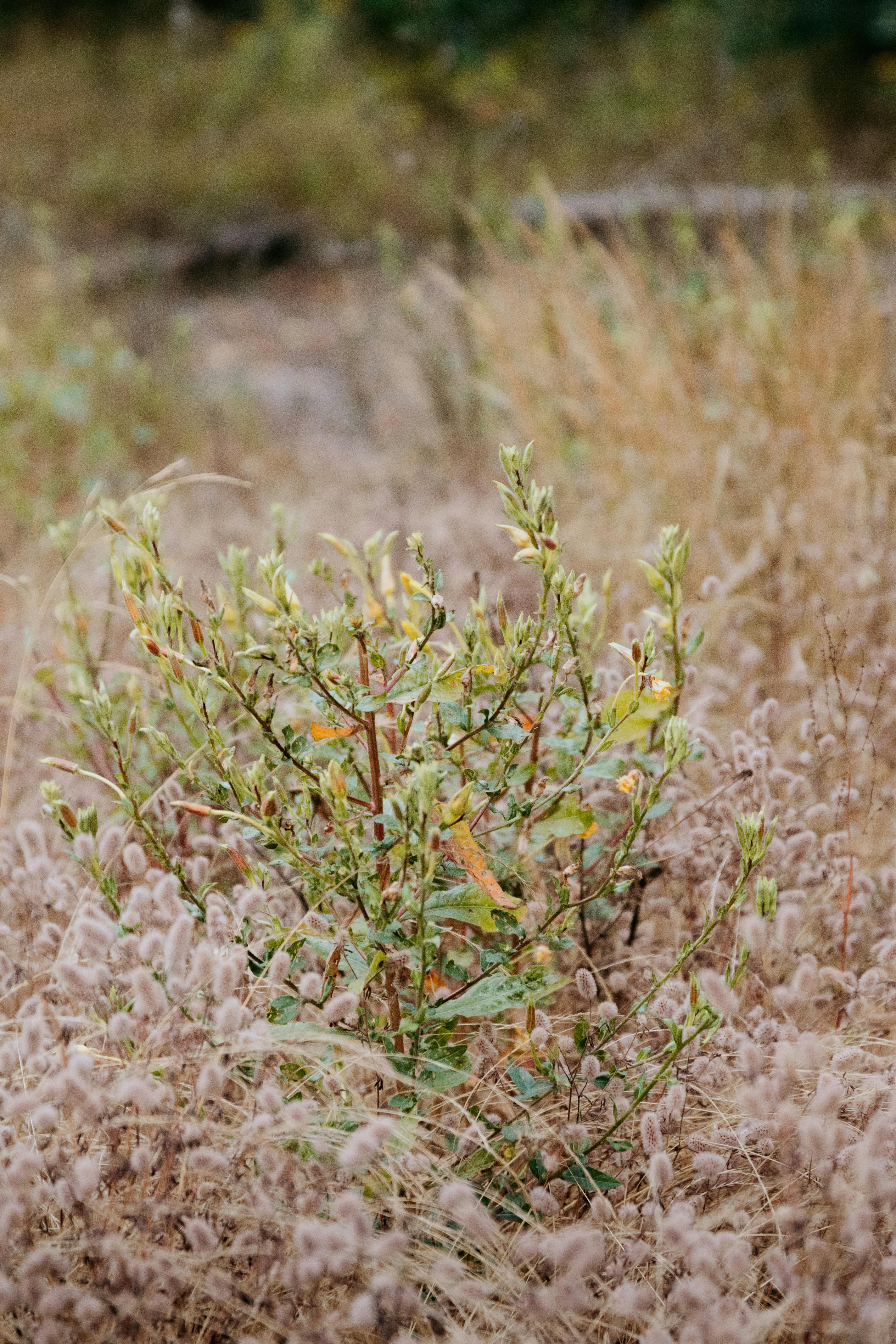 Green Foliage Plant on the Meadow · Free Stock Photo