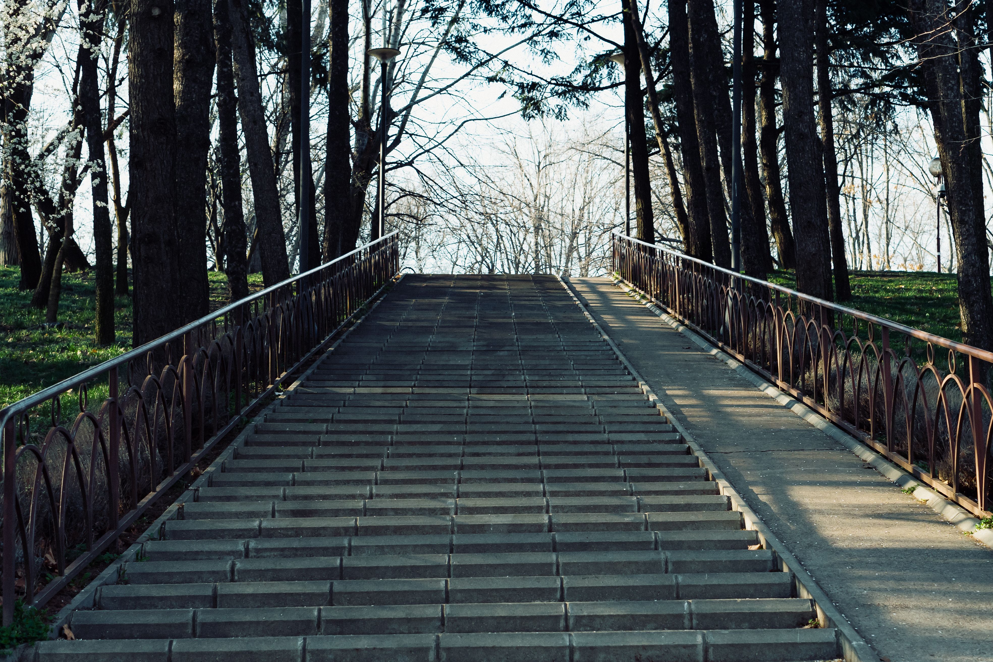 Foto de stock gratuita sobre arboles, caminar, escaleras, parque, pasos ...