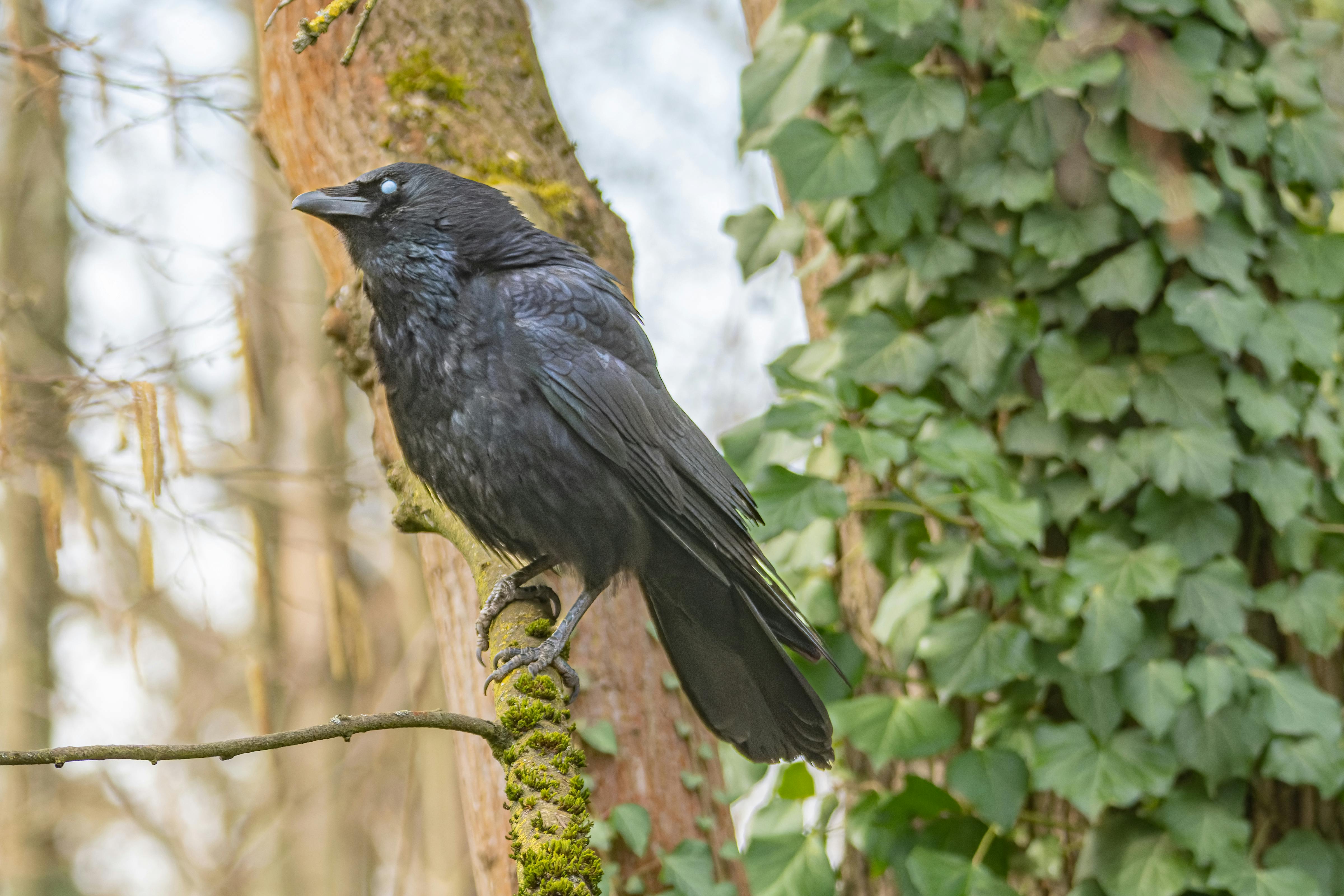 Common Raven Photos, Download The BEST Free Common Raven Stock Photos ...