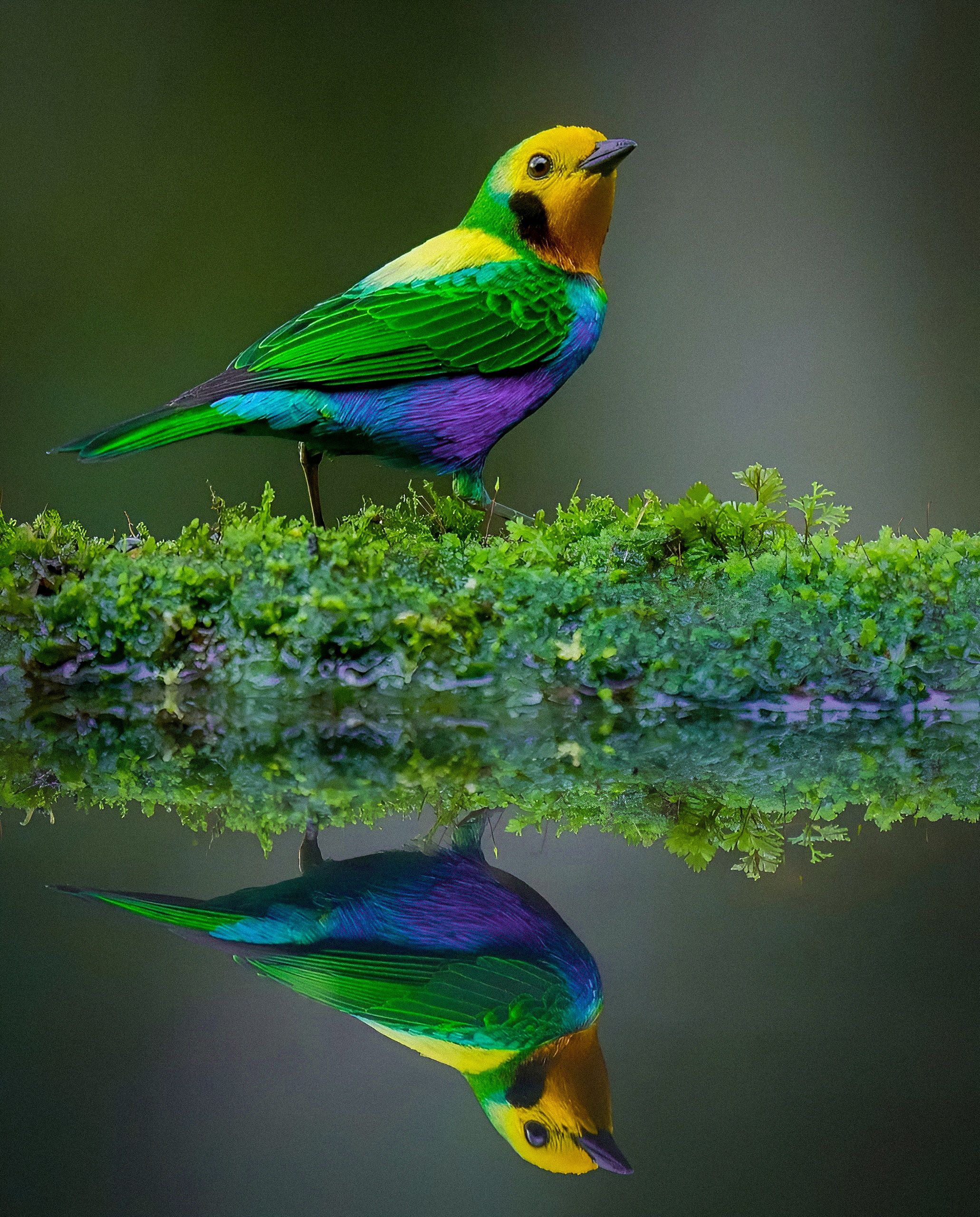 Foto de stock gratuita sobre amarillo, aviar, azul, biodiversidad ...