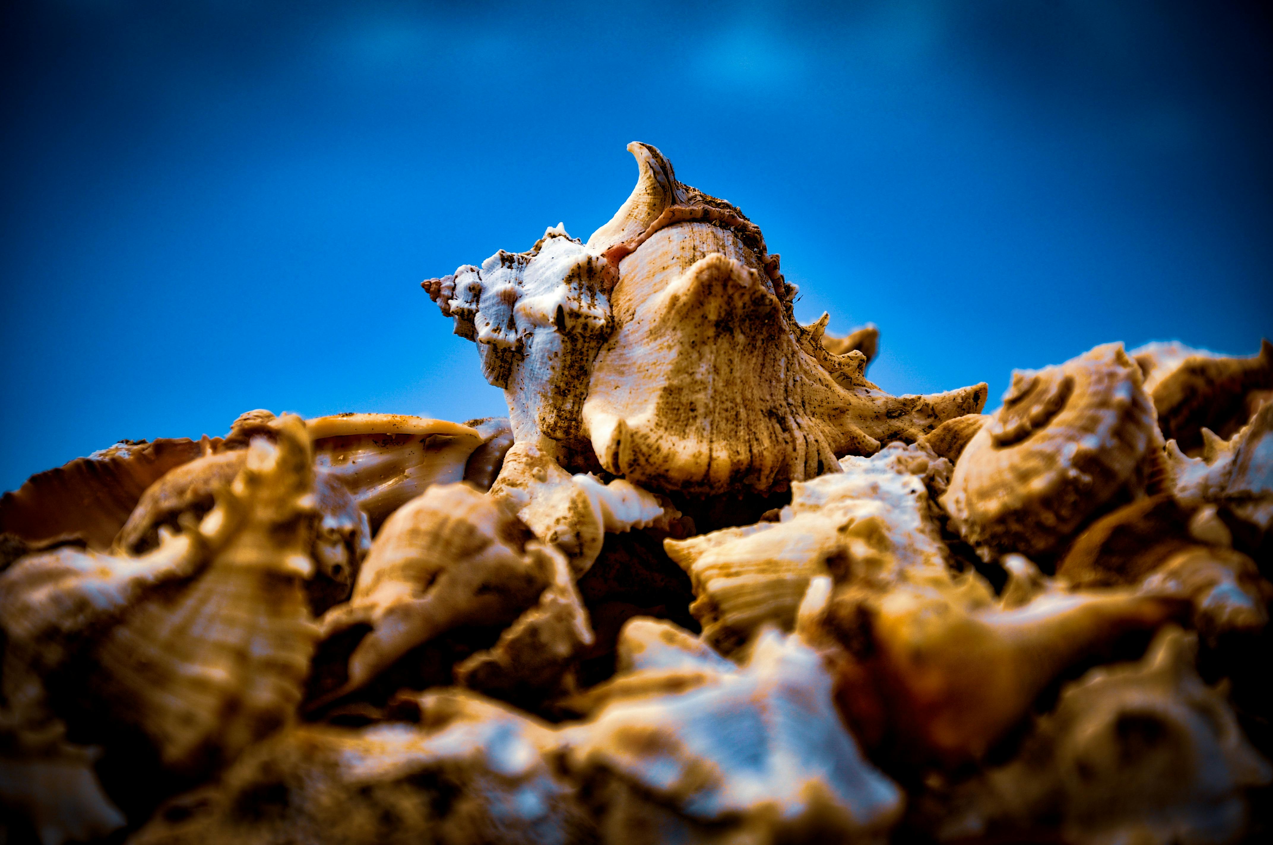 Close-up Photo of Brown Conches · Free Stock Photo