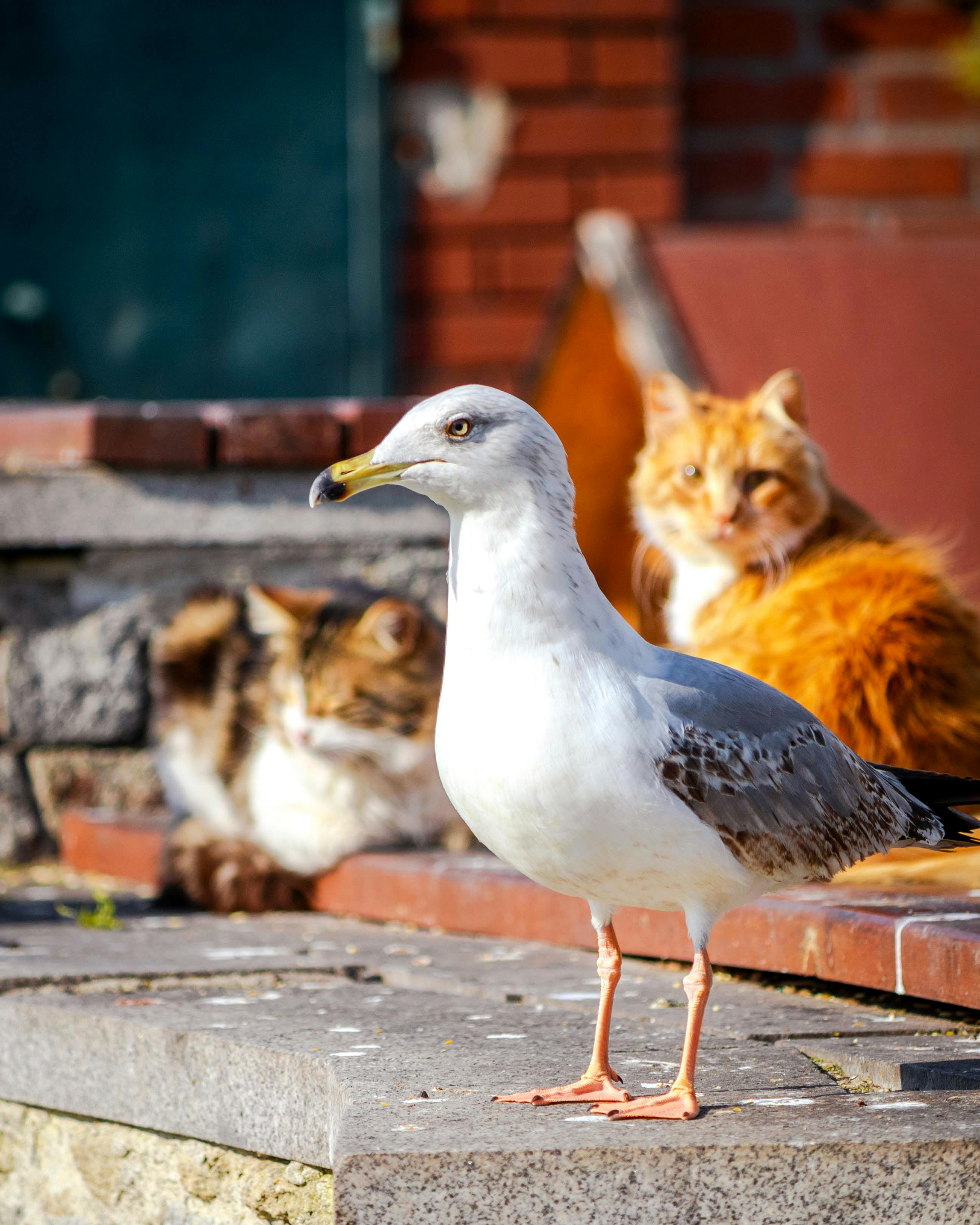 Seagull and Cats behind · Free Stock Photo