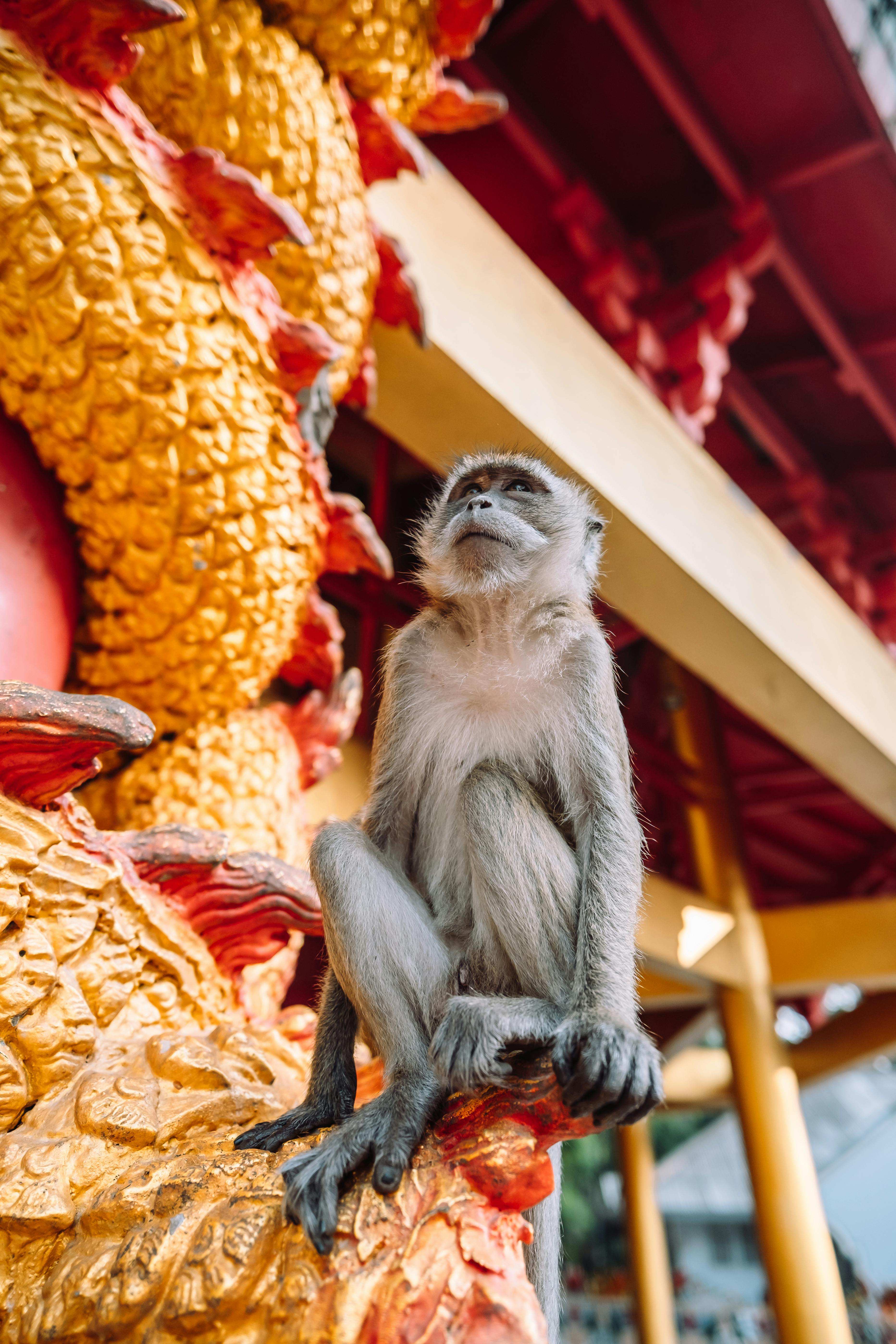 Monkey Wall Photos, Download The BEST Free Monkey Wall Stock Photos ...
