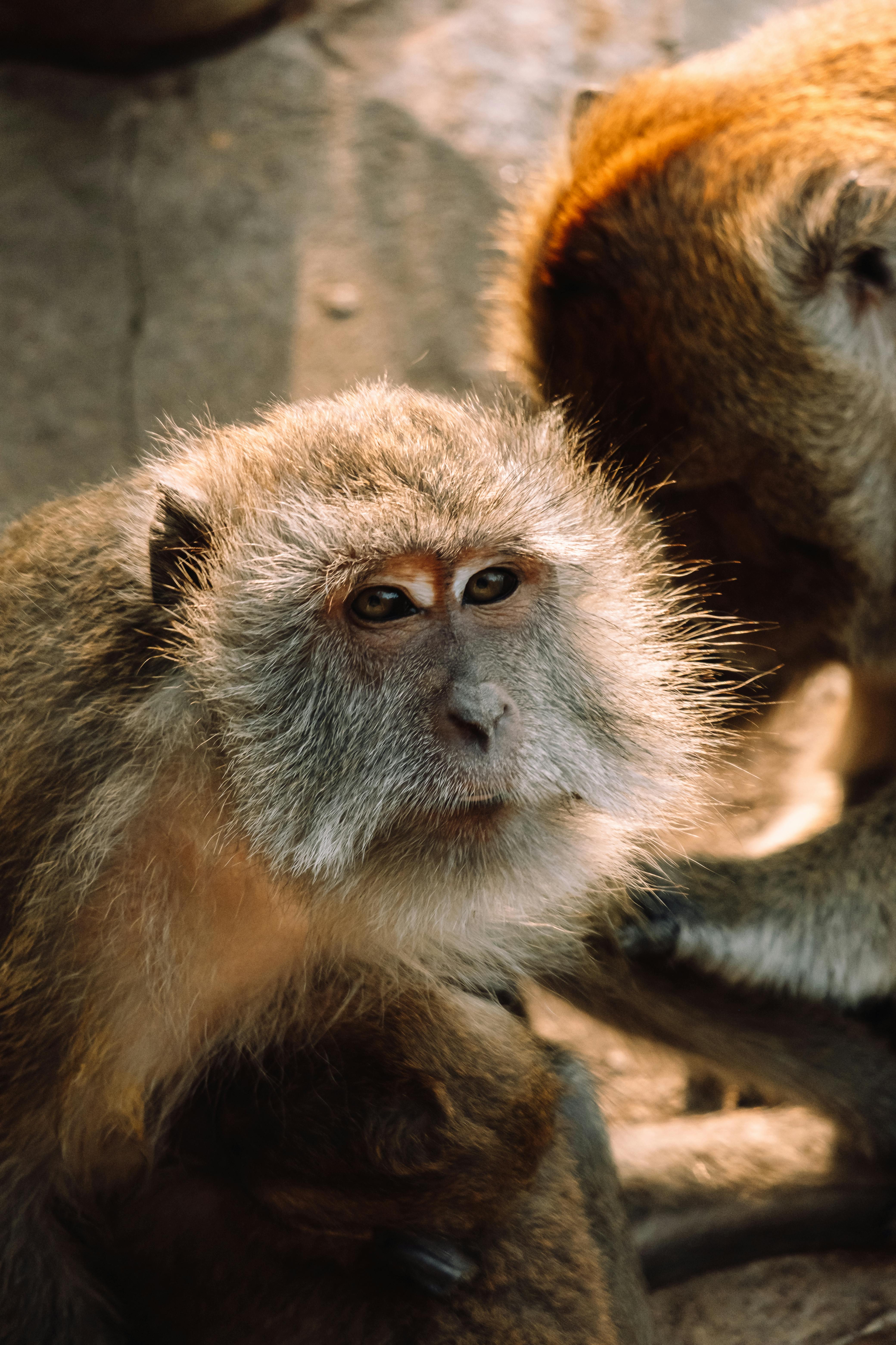 Portrait of Monkey · Free Stock Photo