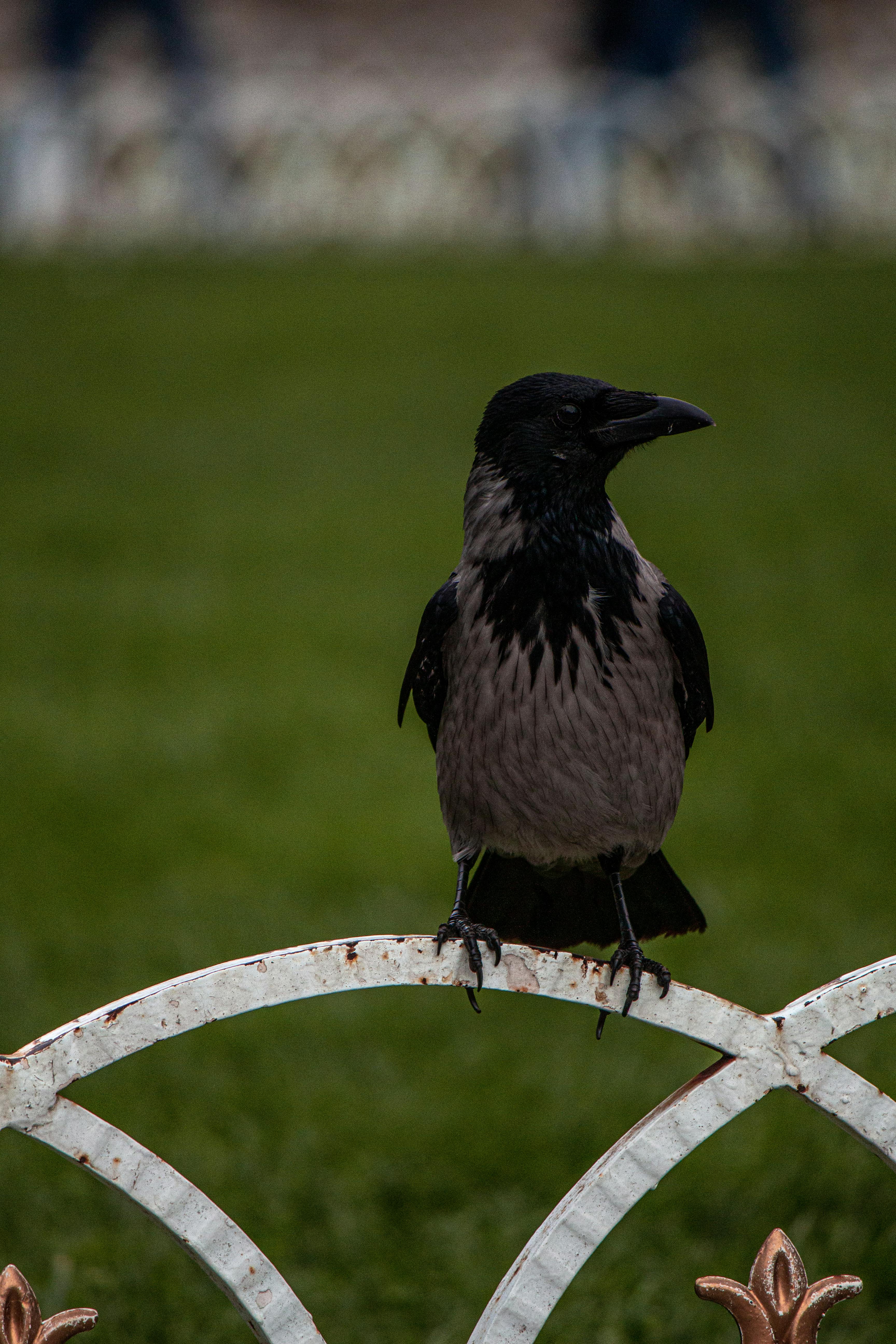 Crow on Bars · Free Stock Photo