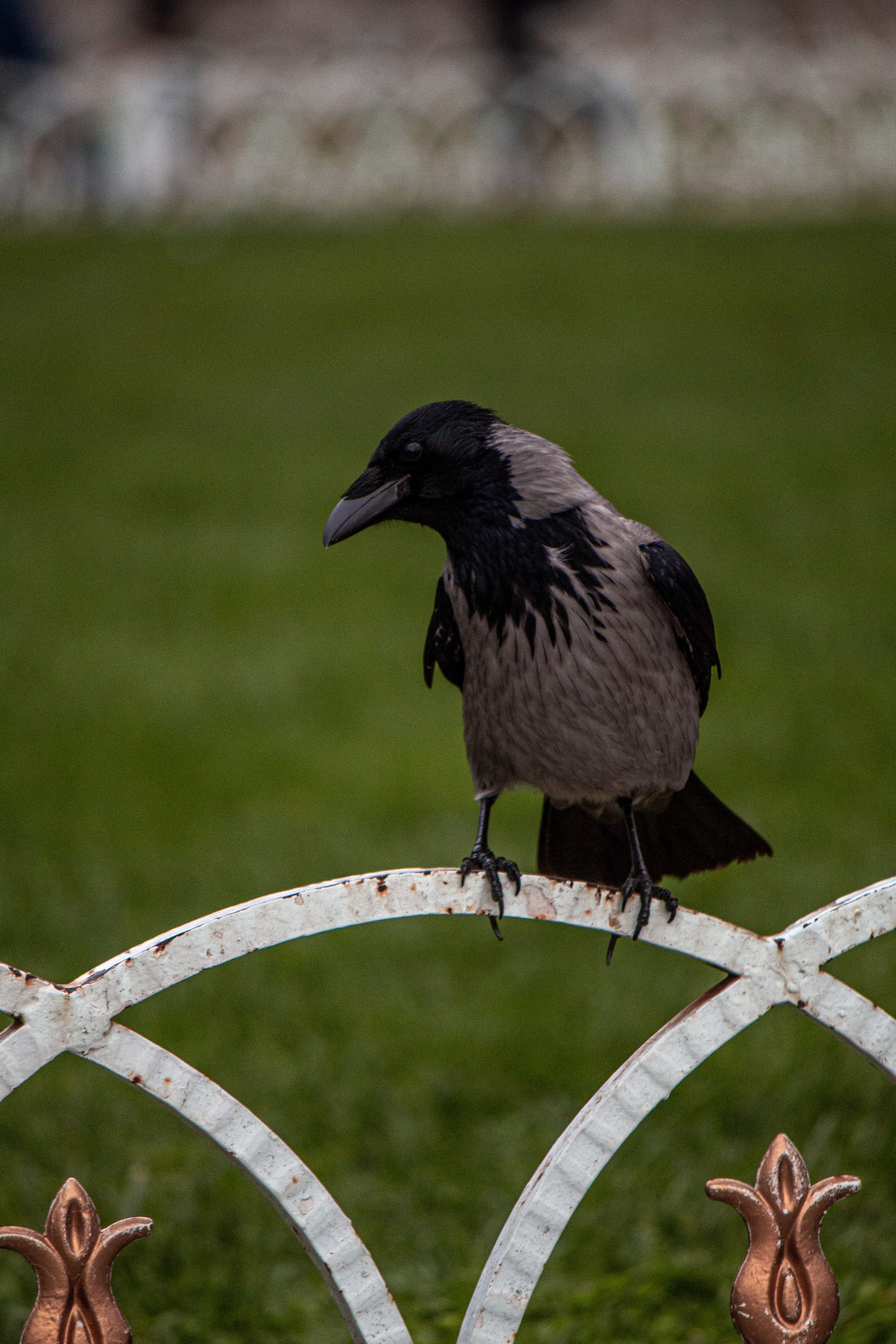 Close up of Crow · Free Stock Photo