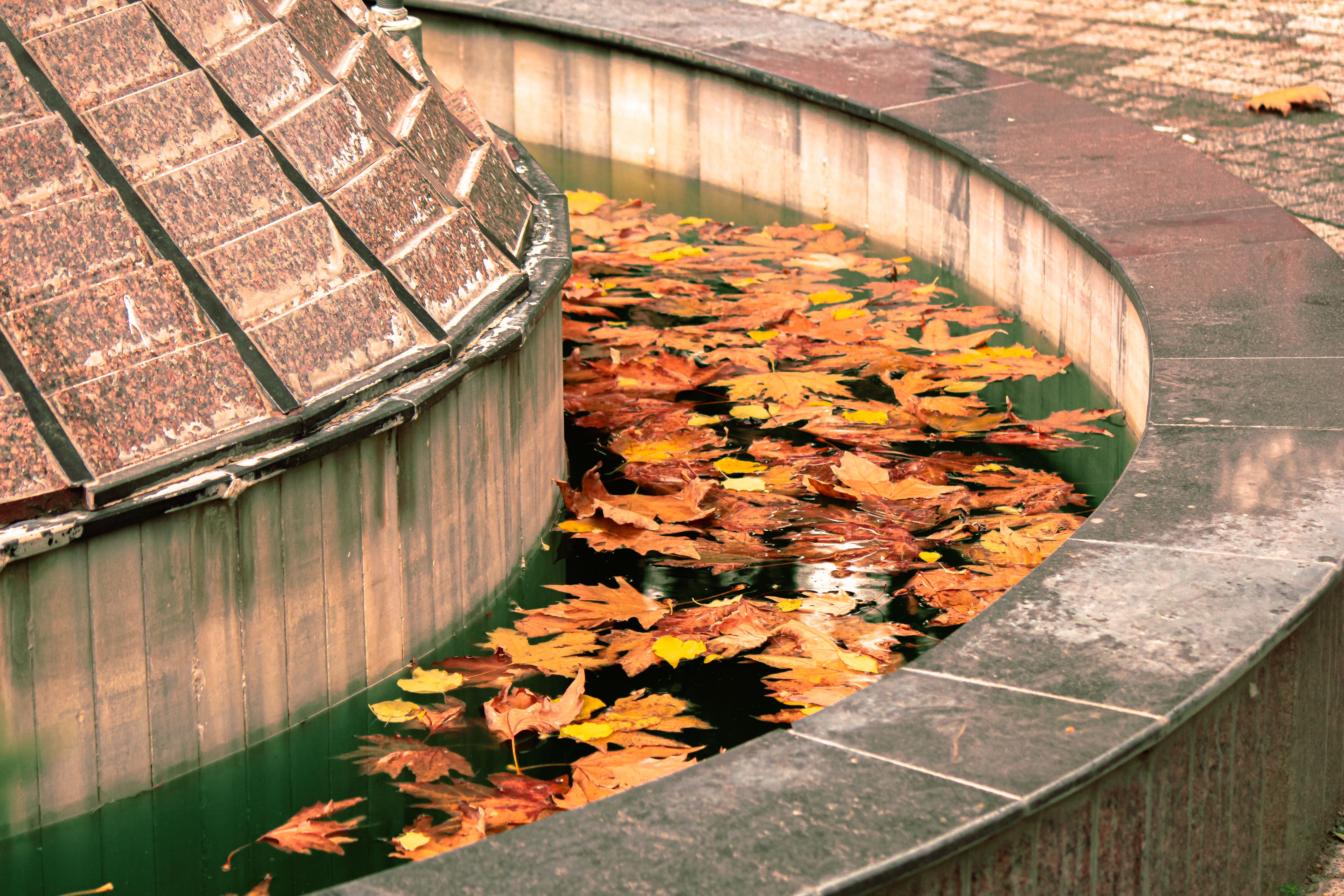 Autumn Leaves in Fountain · Free Stock Photo
