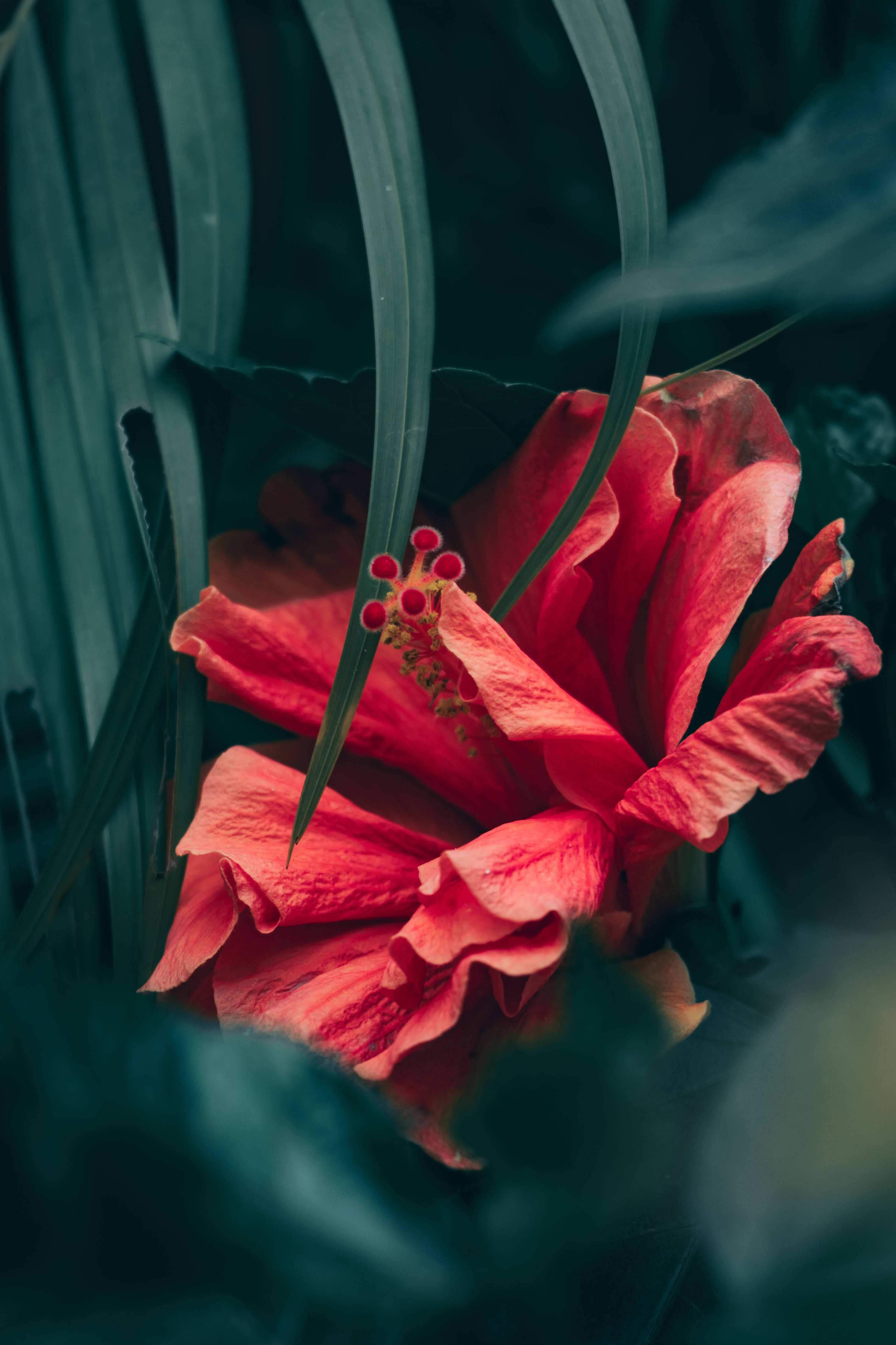 Very Nice Red Flower Photos, Download The BEST Free Very Nice Red ...