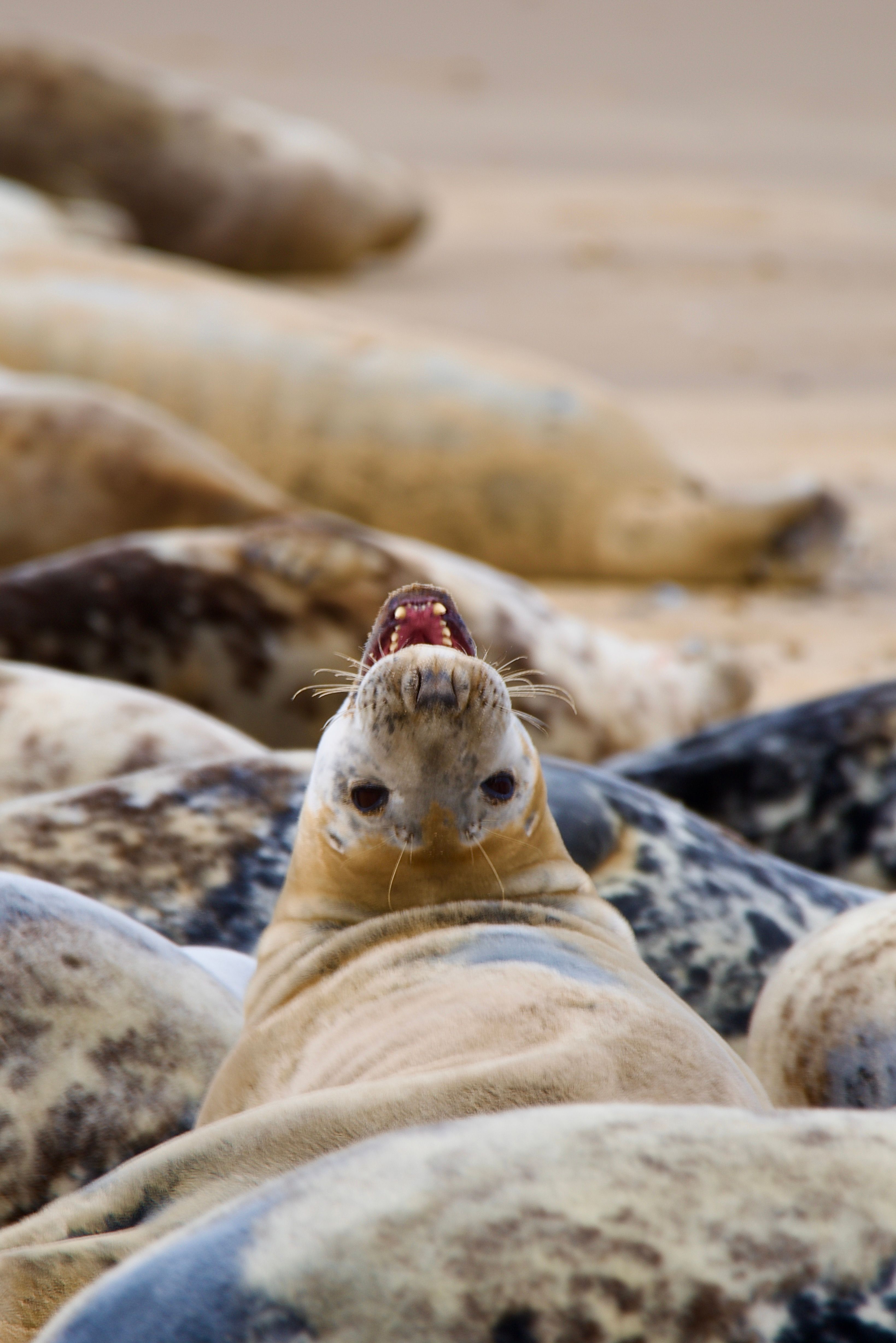 Foto de stock gratuita sobre animal, cabeza, de cerca, foca, fondo de ...