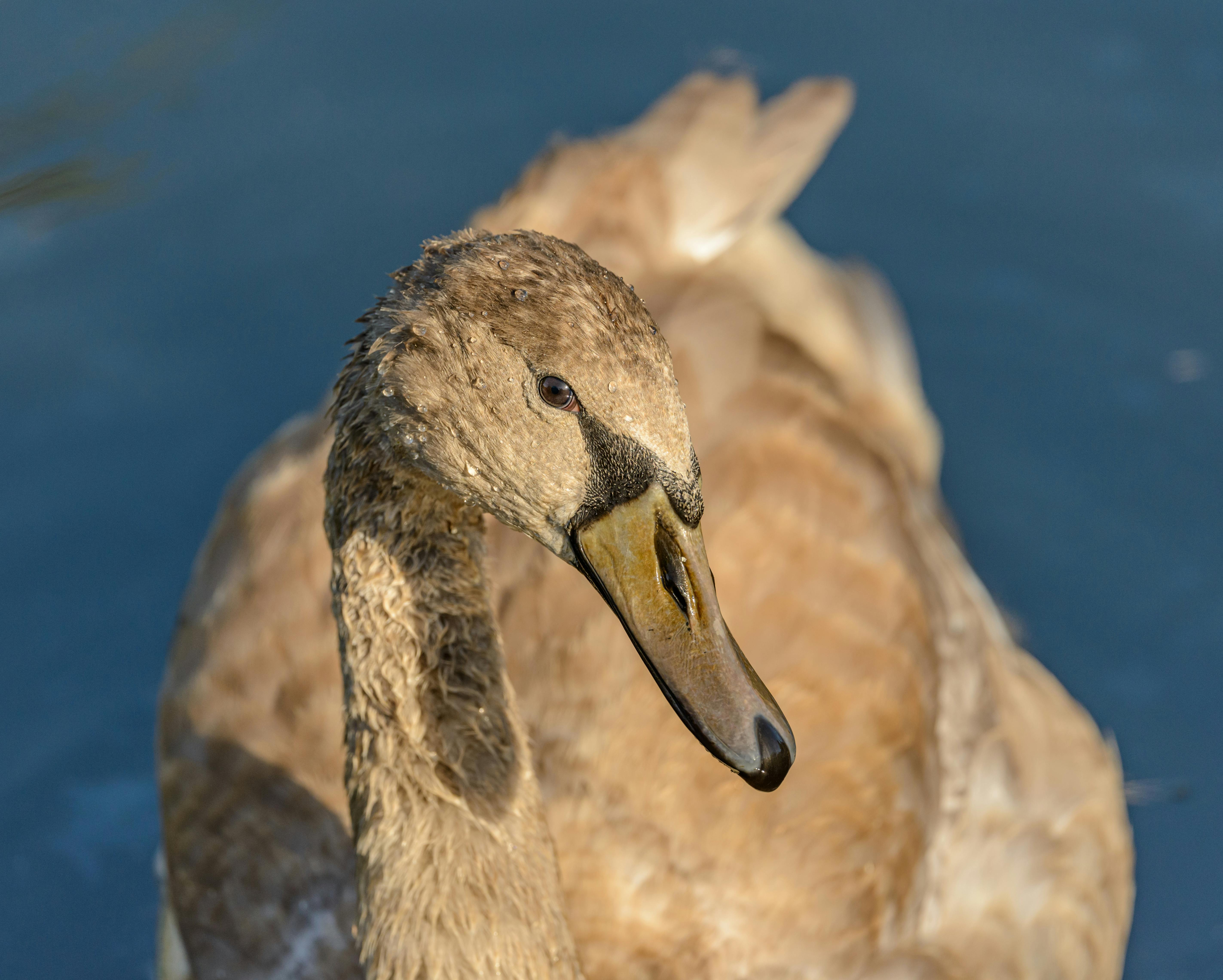 Little Swan Photos, Download The BEST Free Little Swan Stock Photos ...