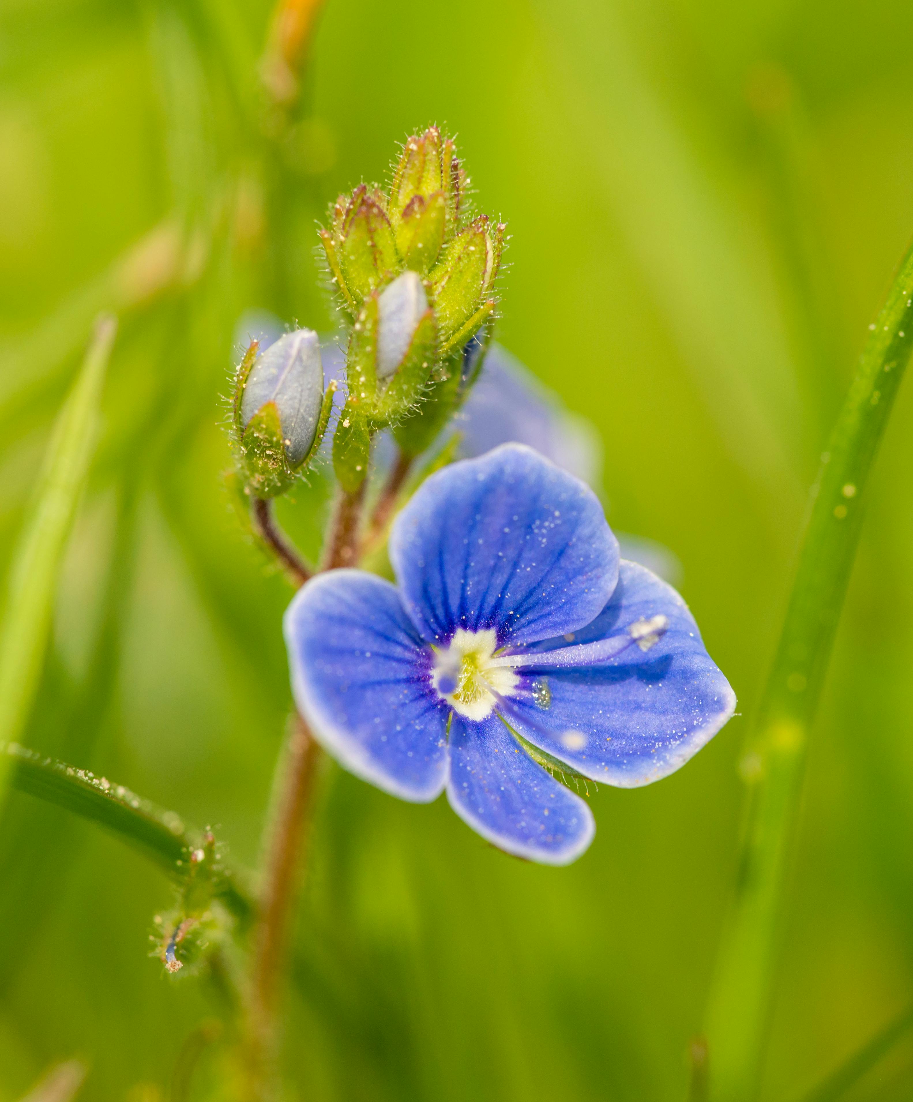 Purple Lab Photos, Download The BEST Free Purple Lab Stock Photos & HD ...