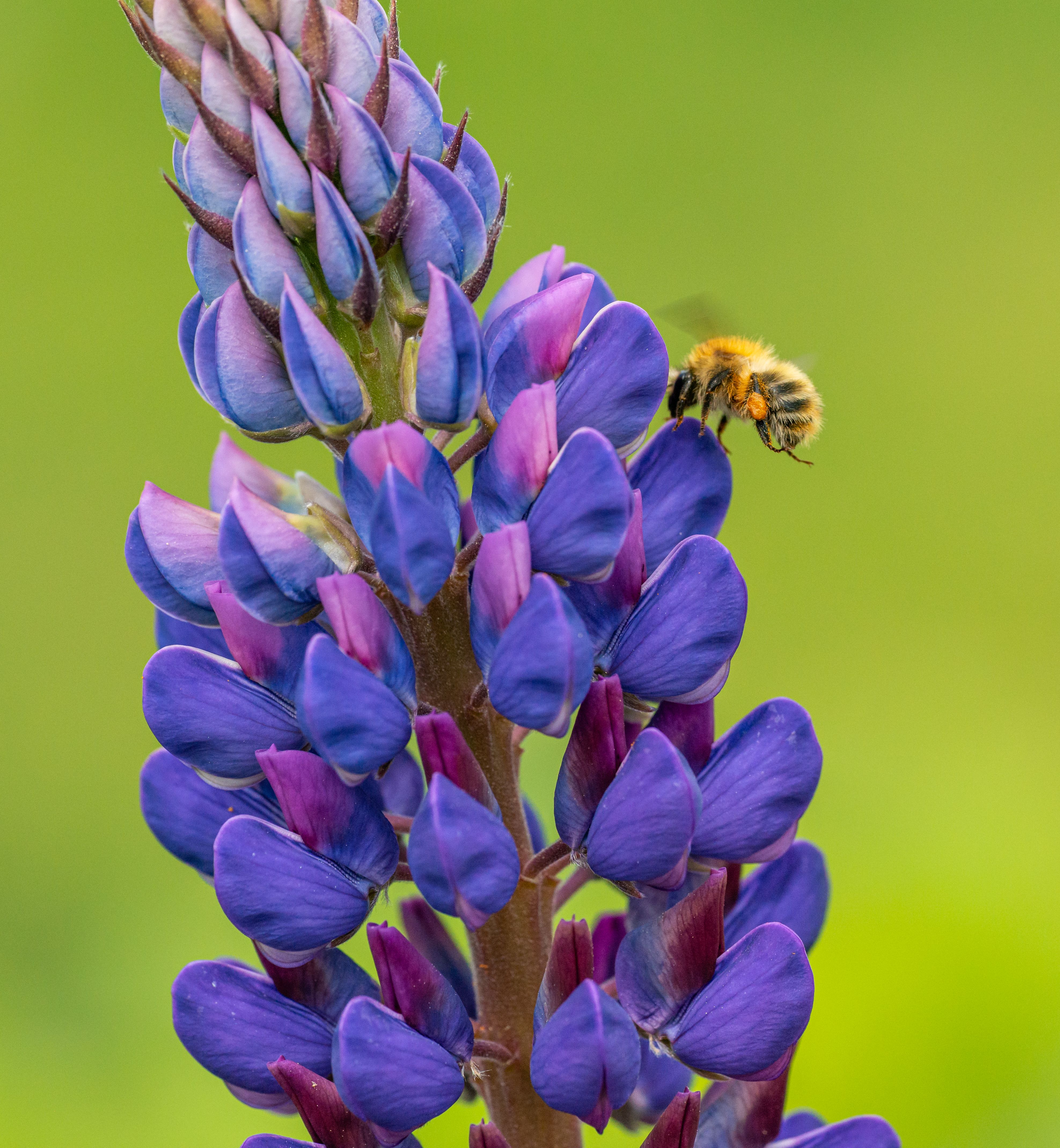 A Close-up of a Bee on a Purple Lupin · Free Stock Photo