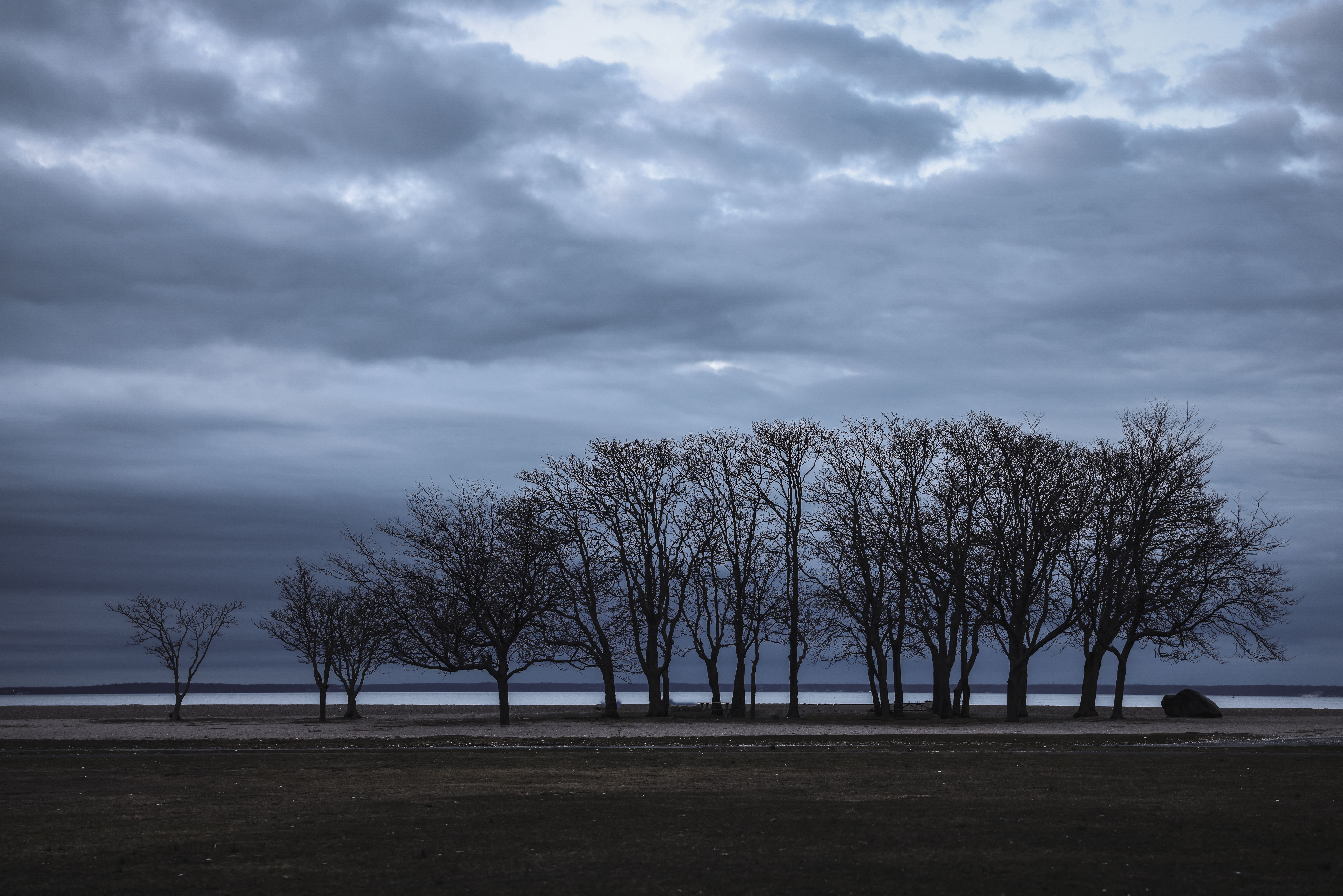 Trees with Bare Branches Growing at an Ocean Shore, Cove Island Park ...