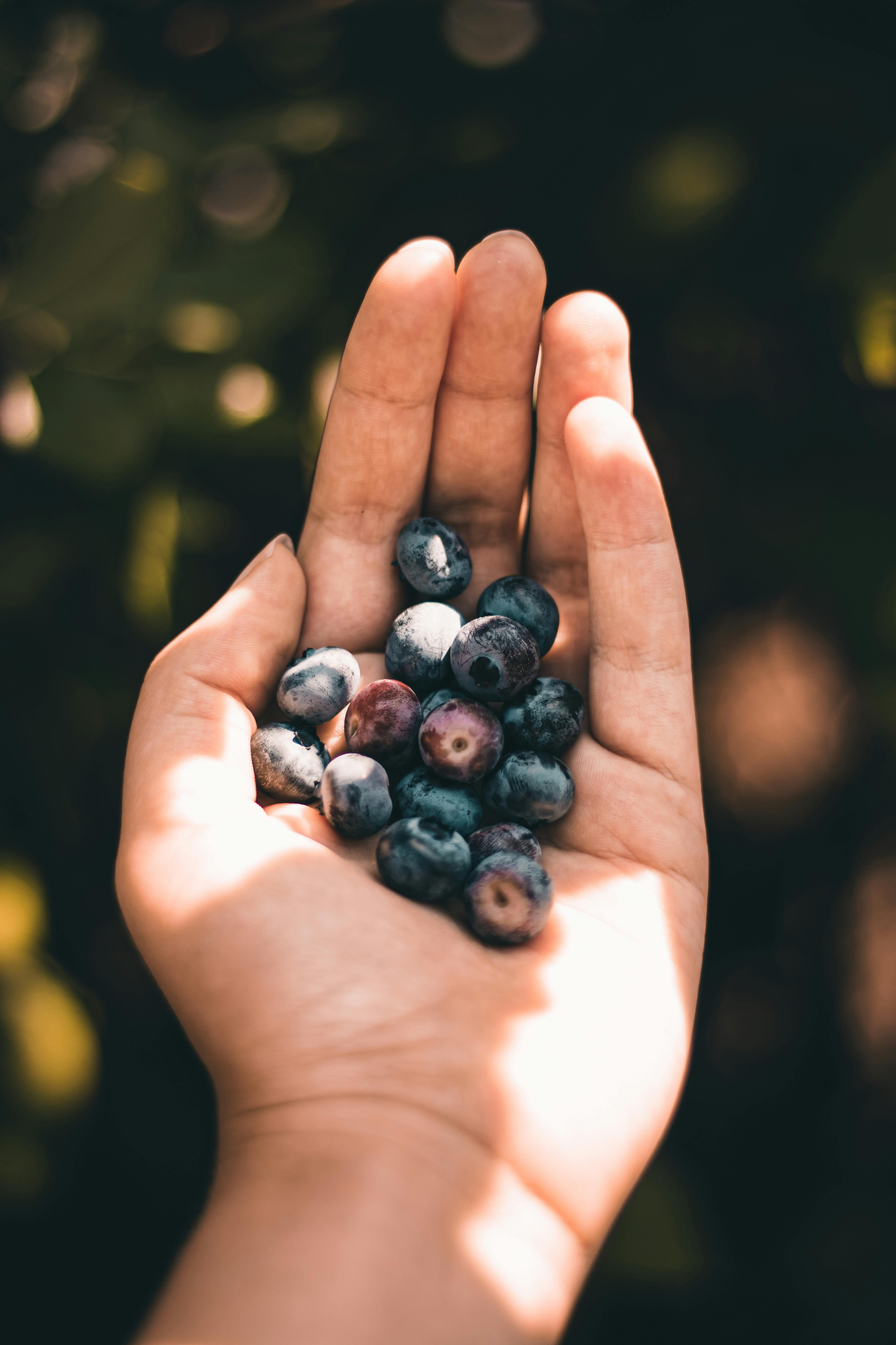 Hand with Blueberries · Free Stock Photo
