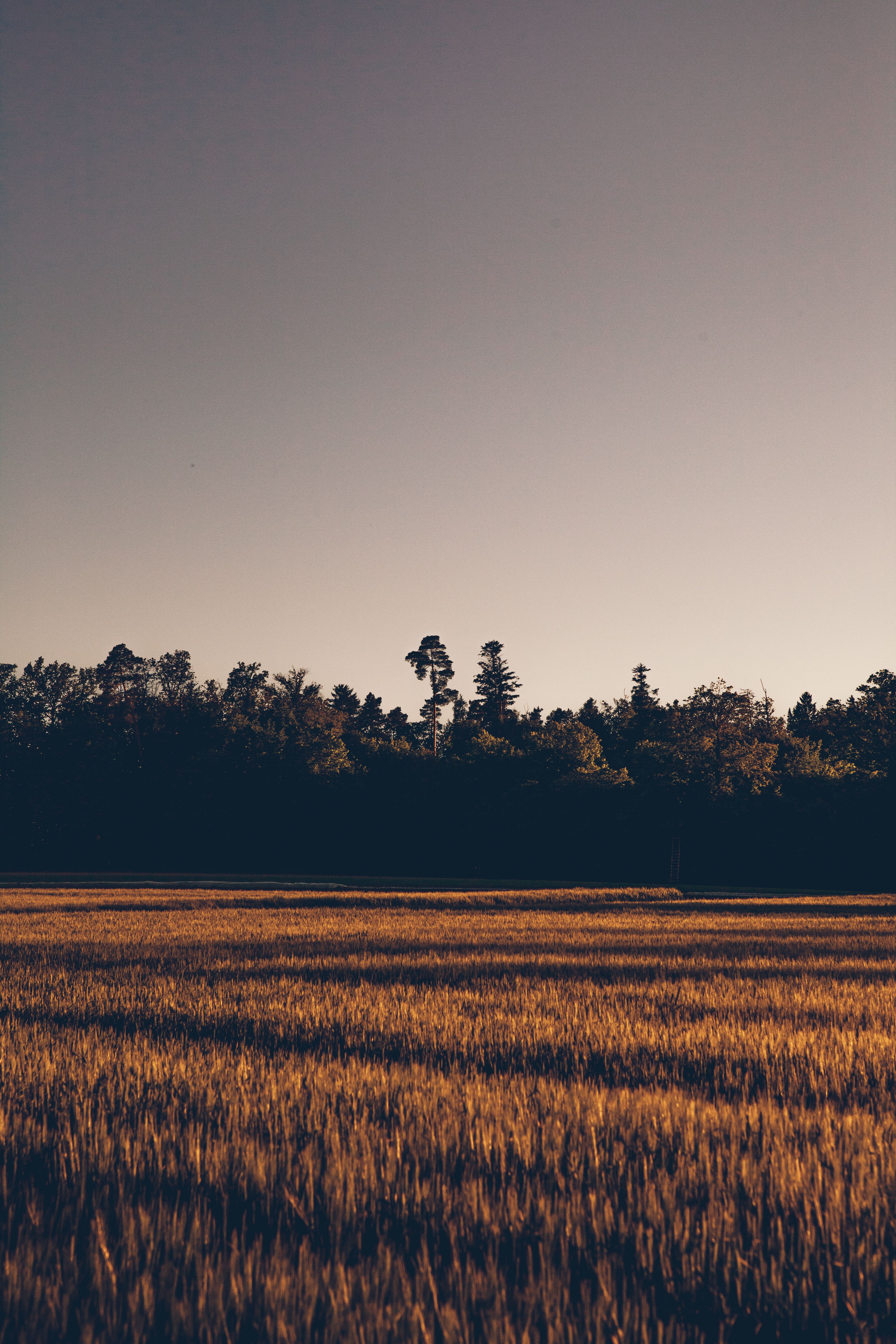A Crop and Trees in Distance at Sunset · Free Stock Photo