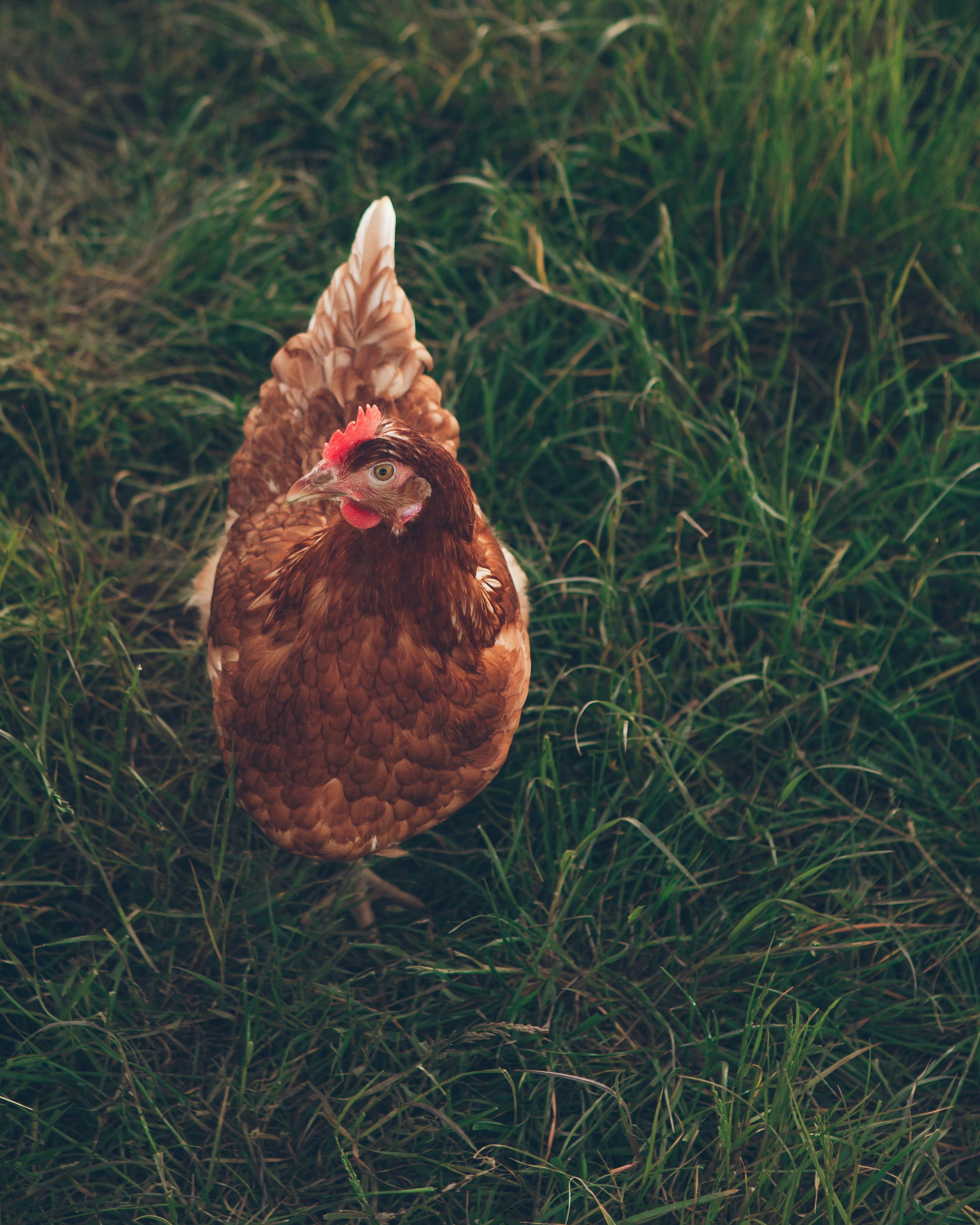Close up of Hen · Free Stock Photo