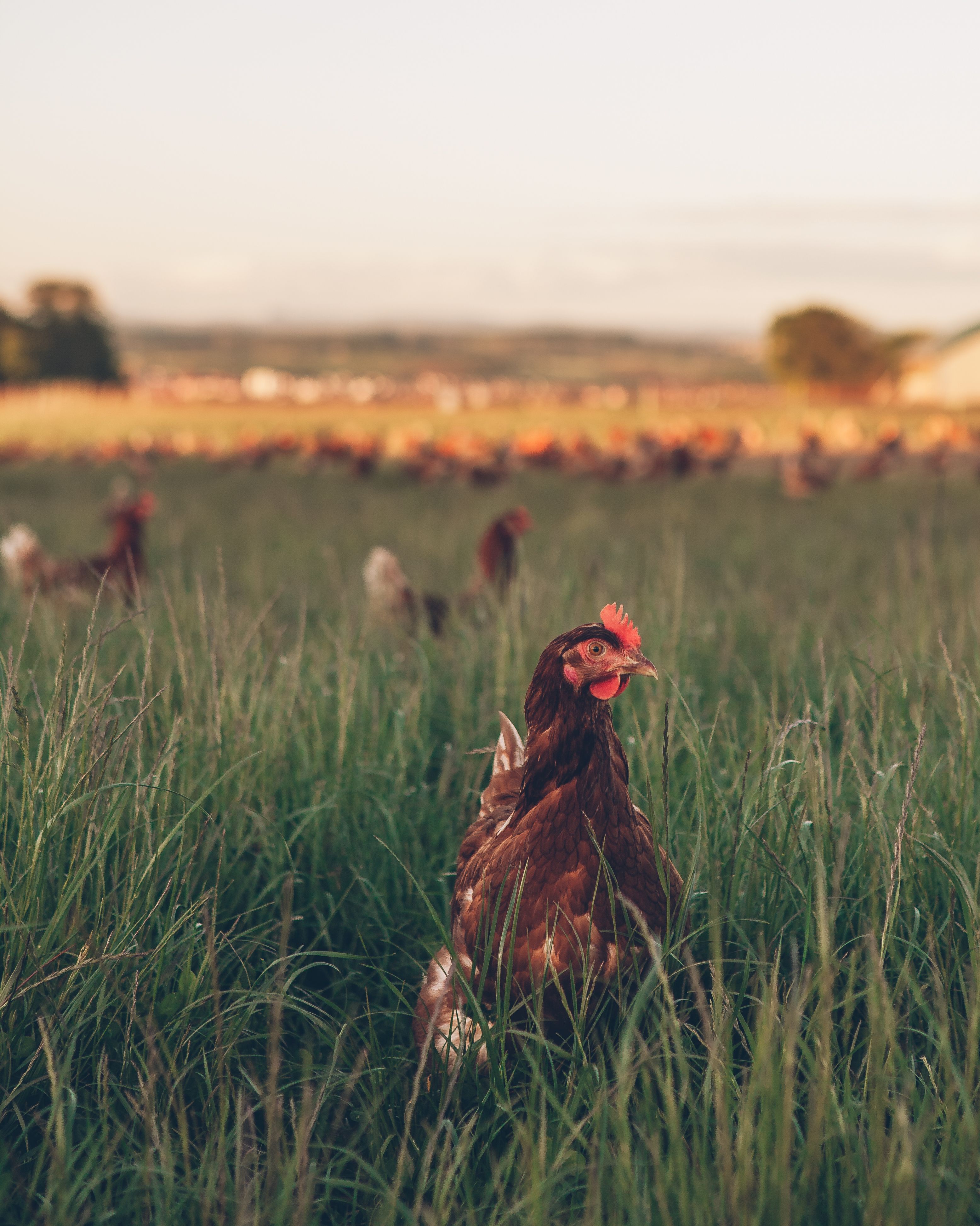 Desktop Wallpaper Fighting Rooster Photos, Download The BEST Free ...