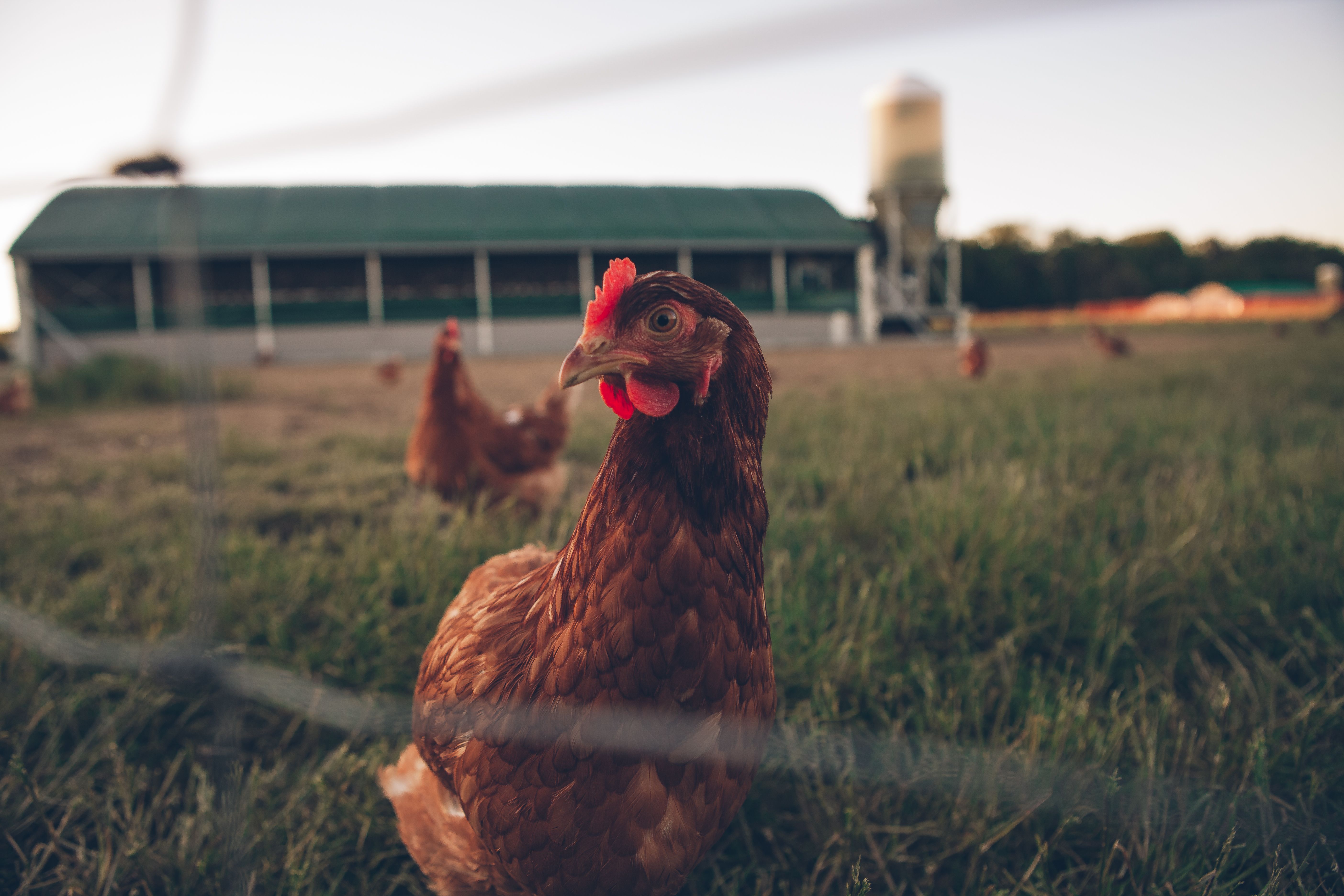 Hens on a Farm and a Barn in the Background · Free Stock Photo