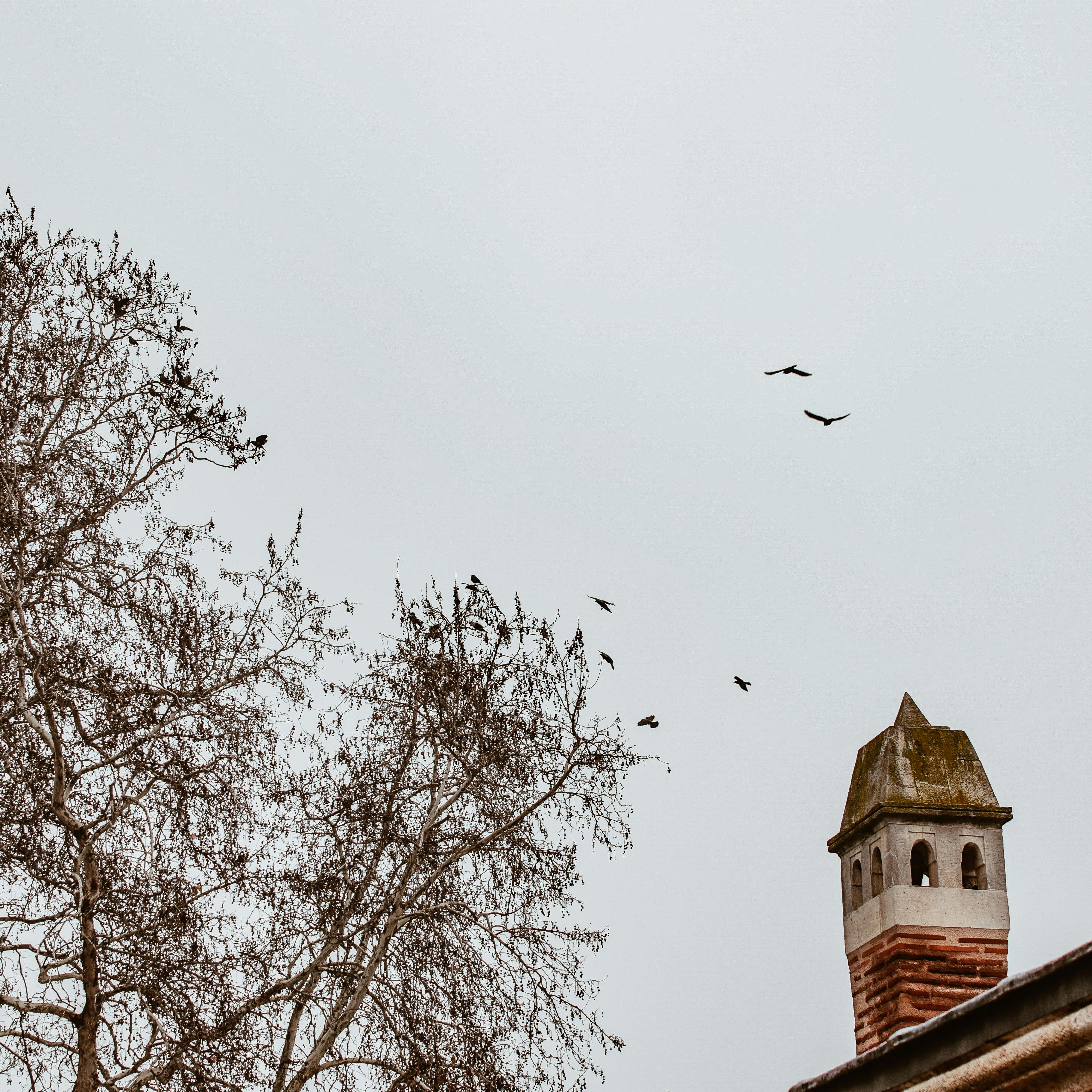 Crows Flying above the Tower · Free Stock Photo
