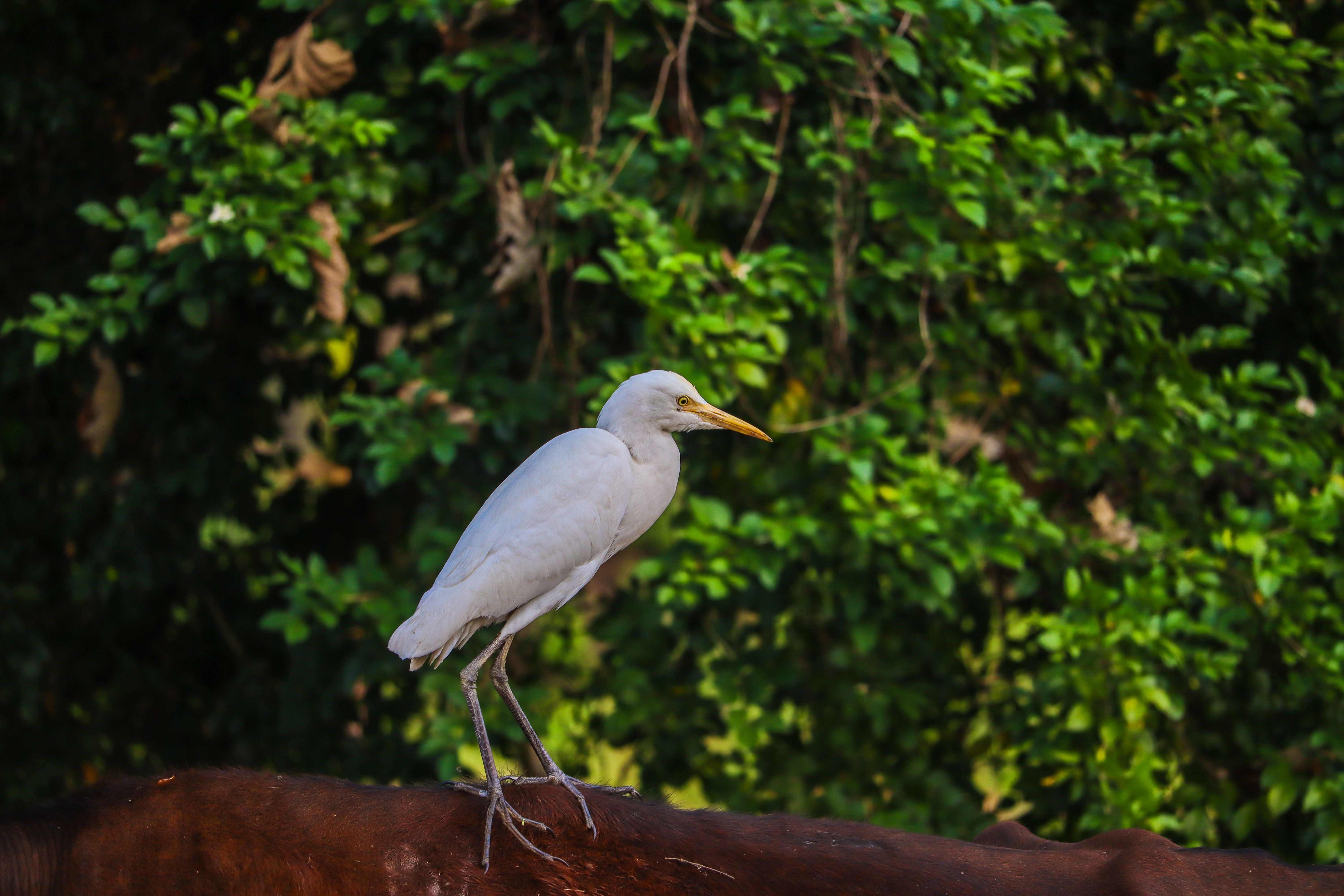 Back Ibis Photos, Download The BEST Free Back Ibis Stock Photos & HD Images