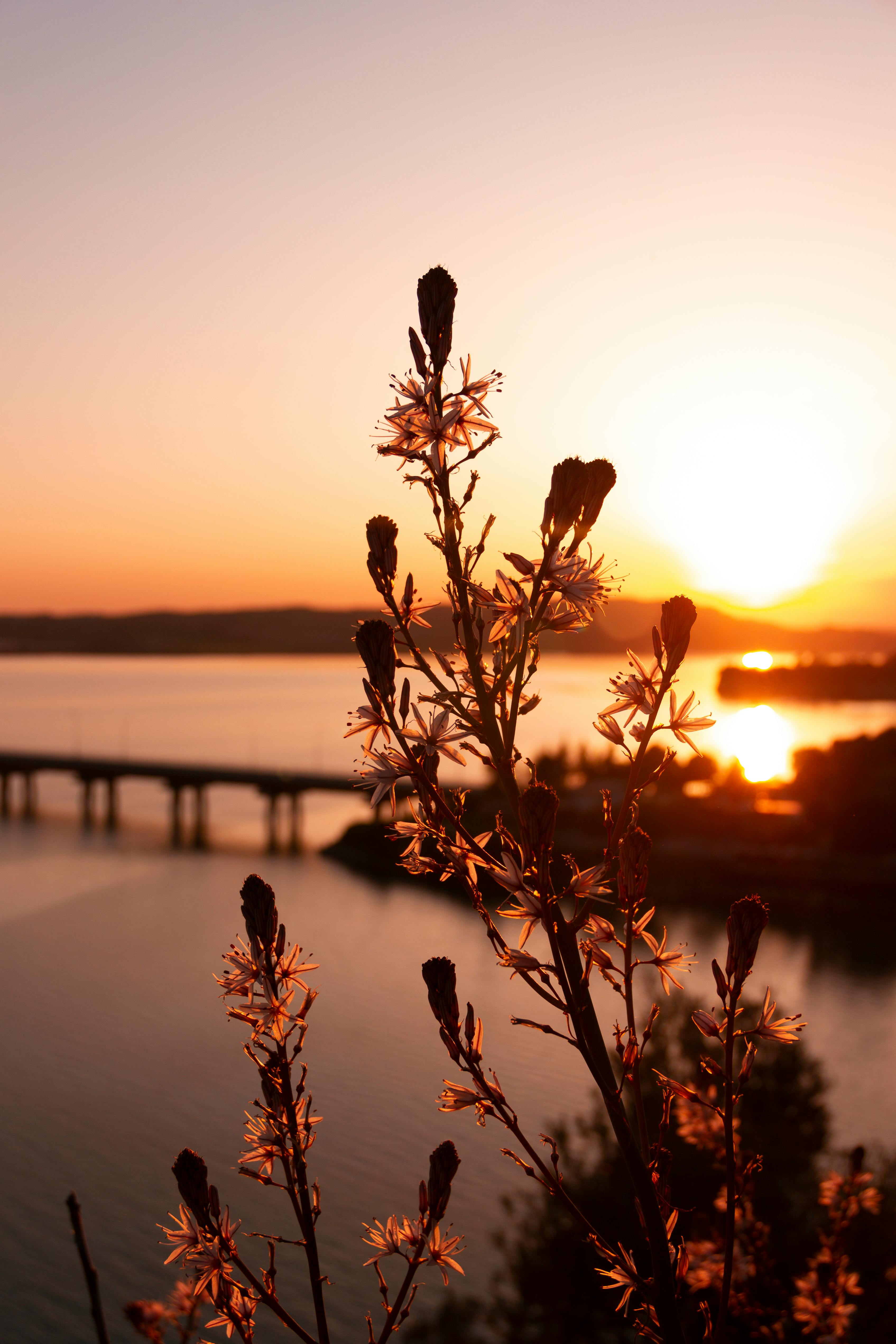 Thistle against Lake at Dawn · Free Stock Photo
