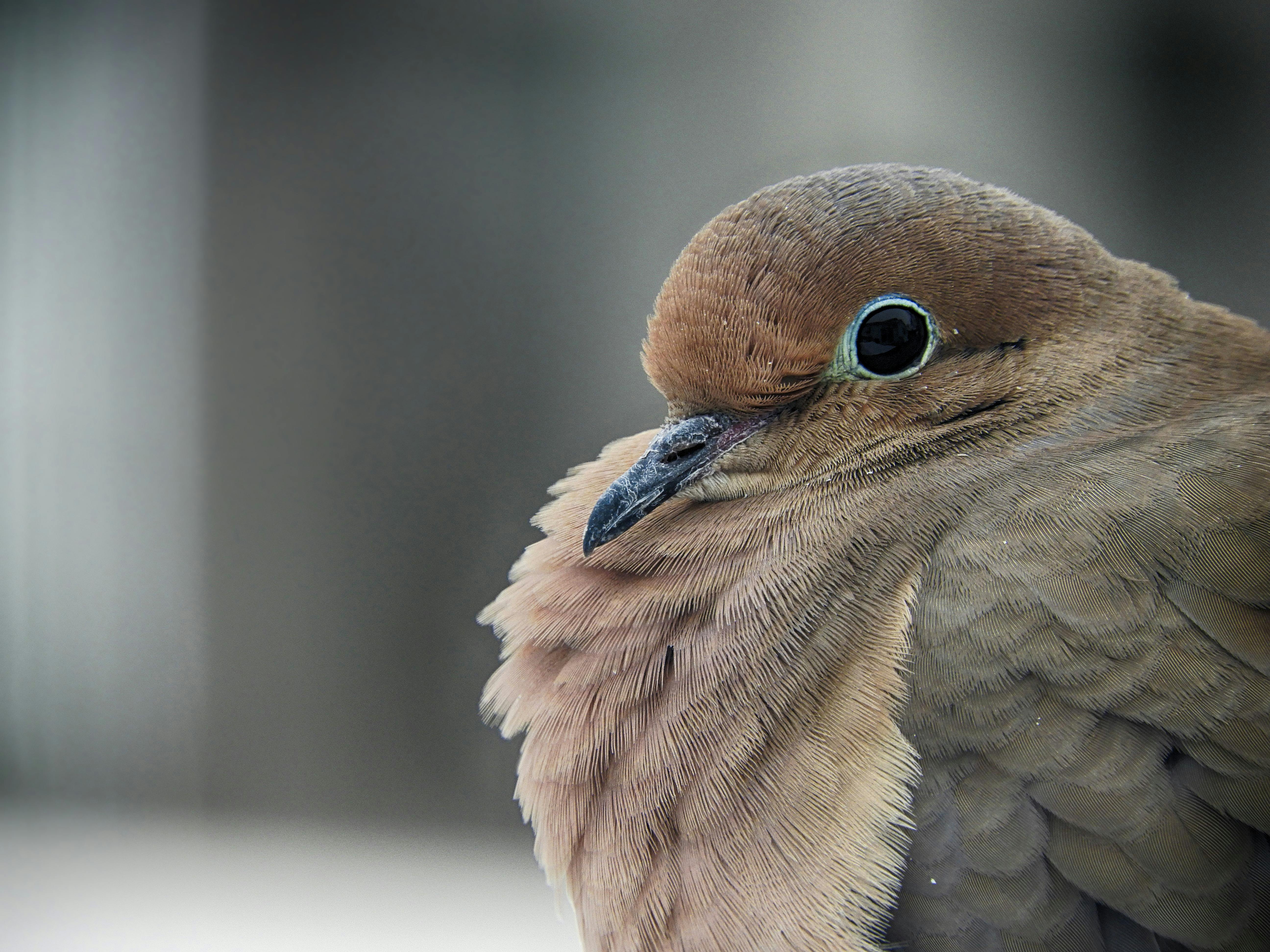 Close-up of a Mourning Dove · Free Stock Photo