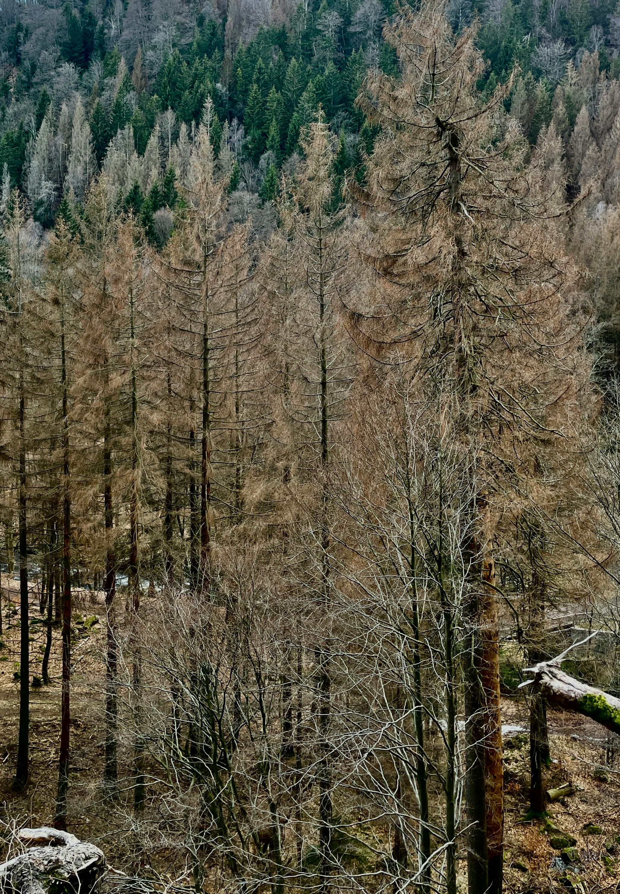 View of Dry Coniferous Trees in a Forest · Free Stock Photo