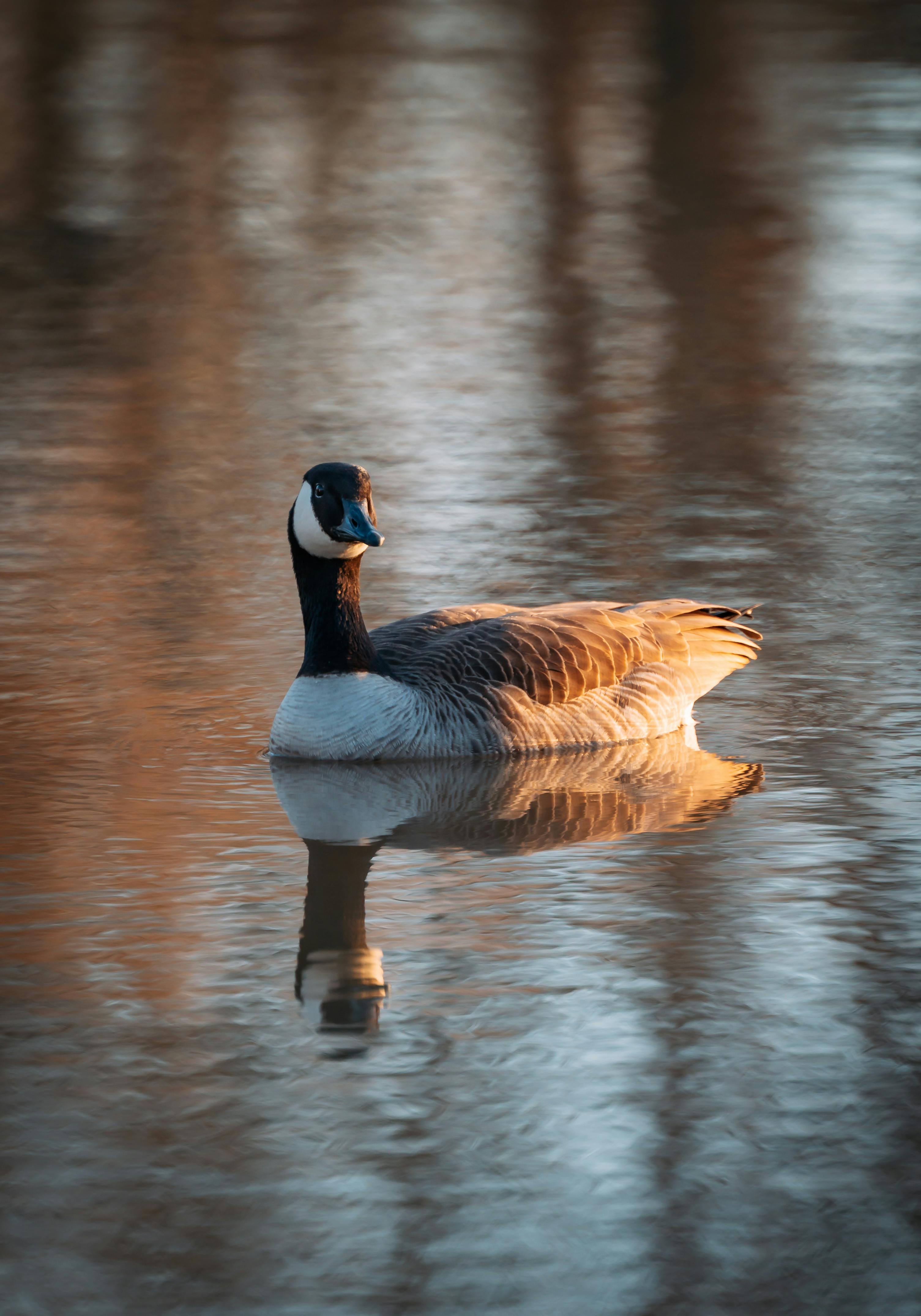 Ducks in Water · Free Stock Photo