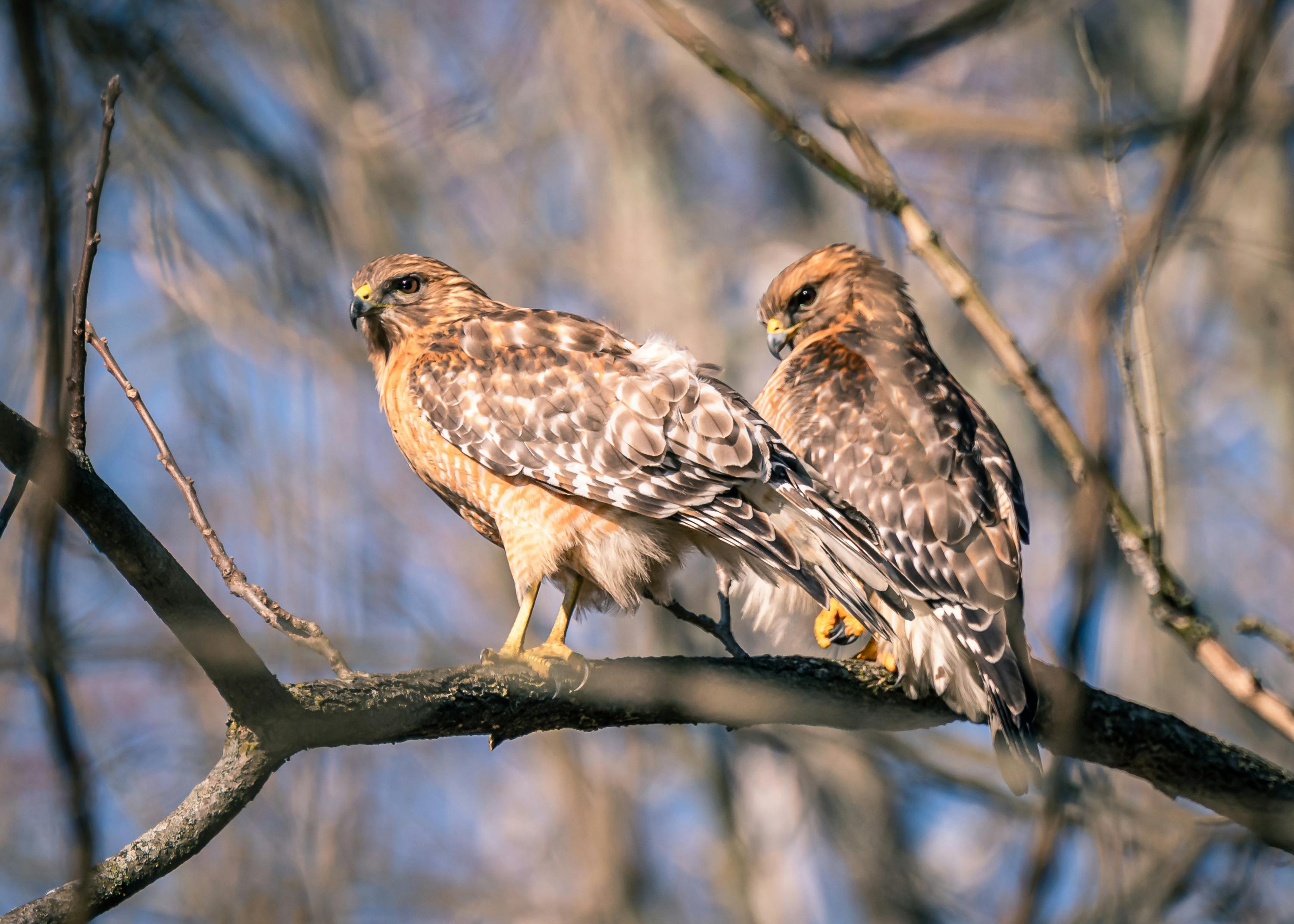 Two Hawks Perching on a Branch · Free Stock Photo