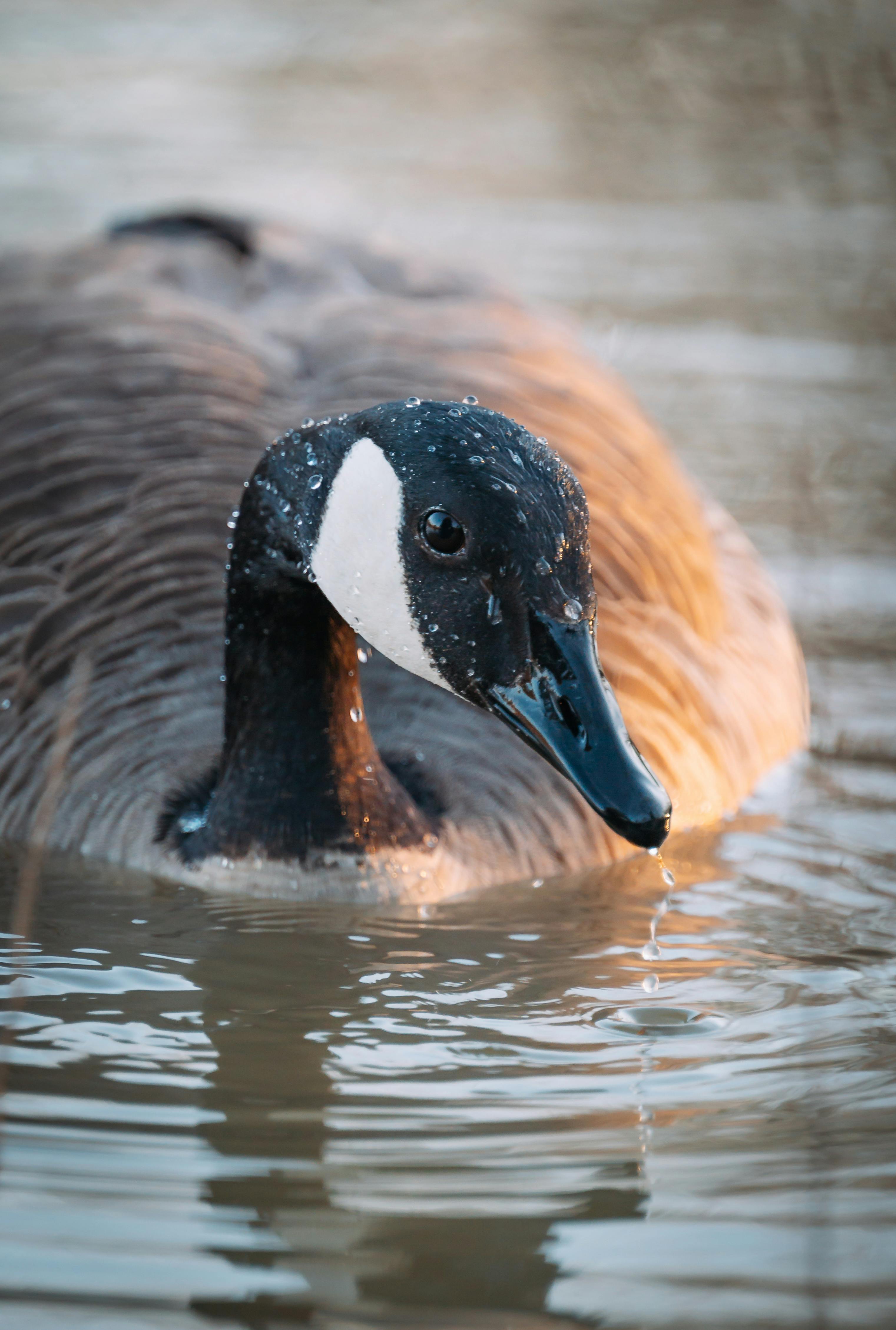 Canada Goose in Close Up · Free Stock Photo