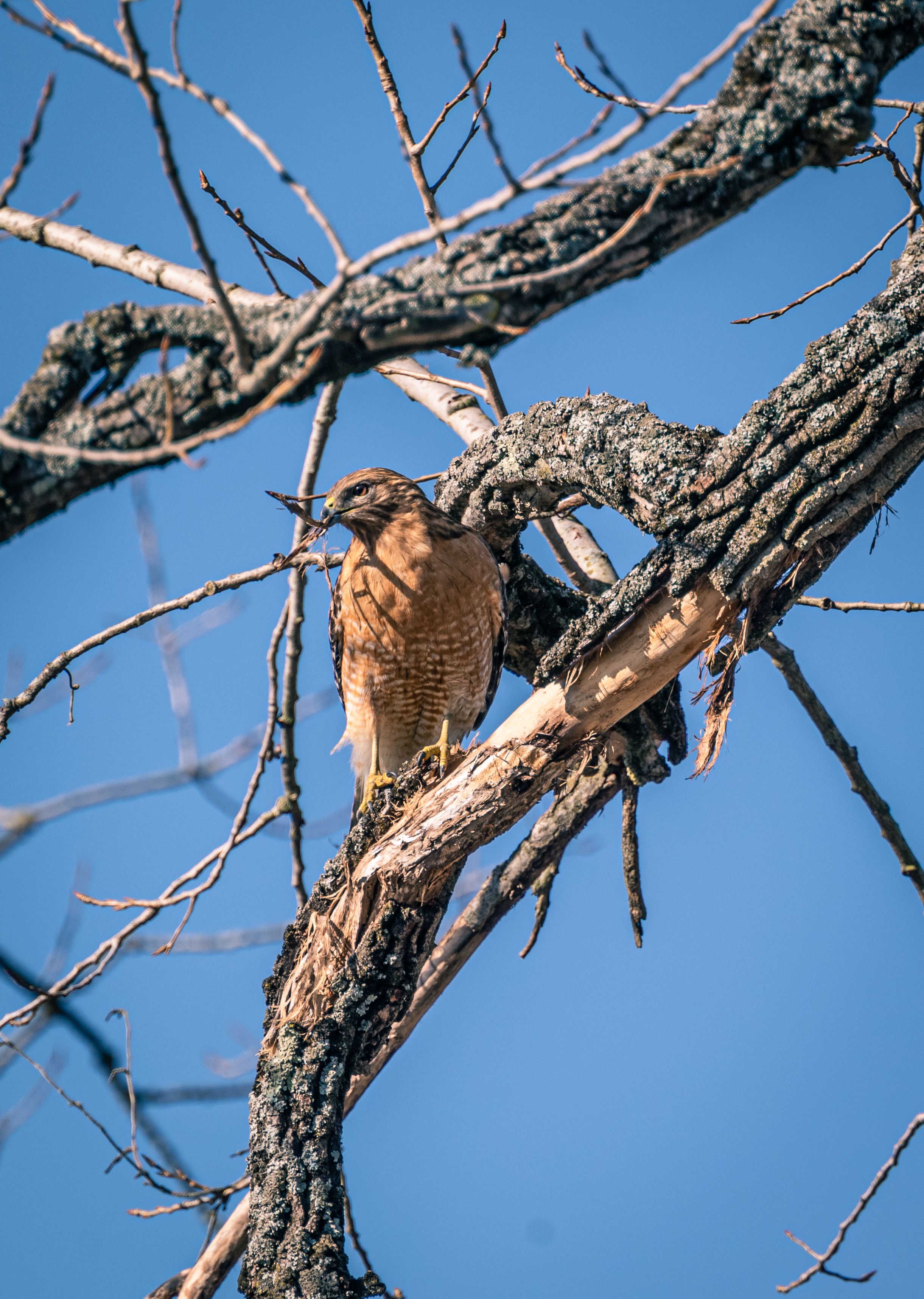Photo of a Hawk · Free Stock Photo