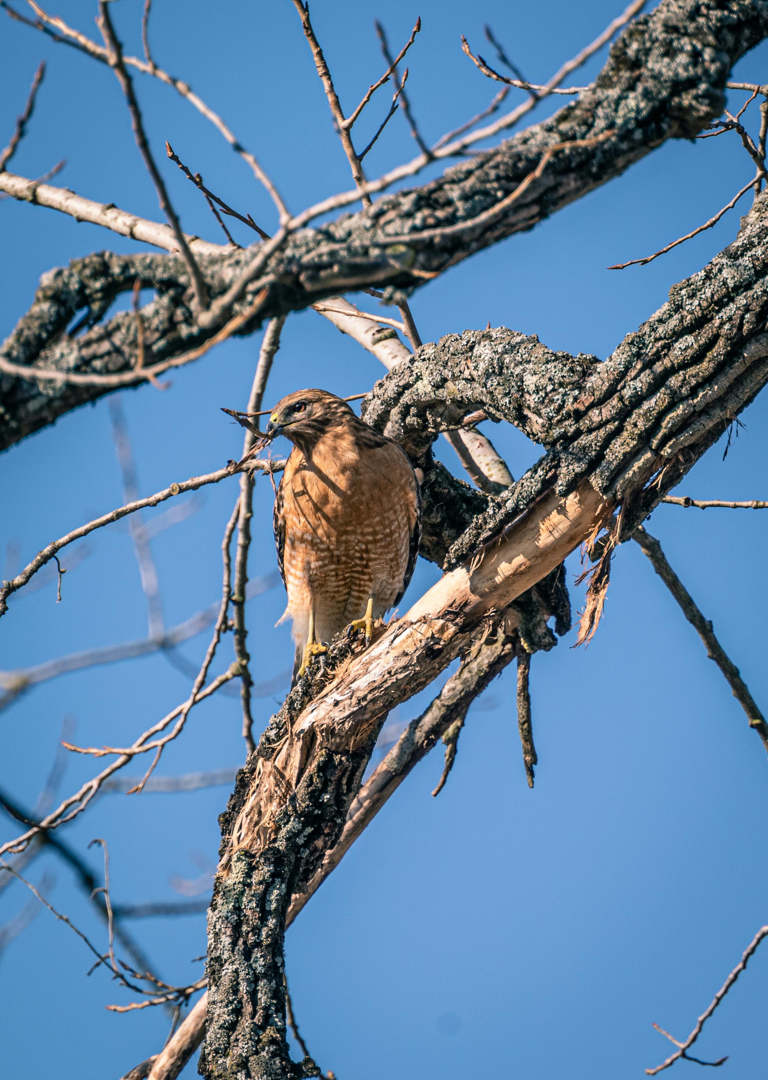 Hawk Perching on a Tree · Free Stock Photo