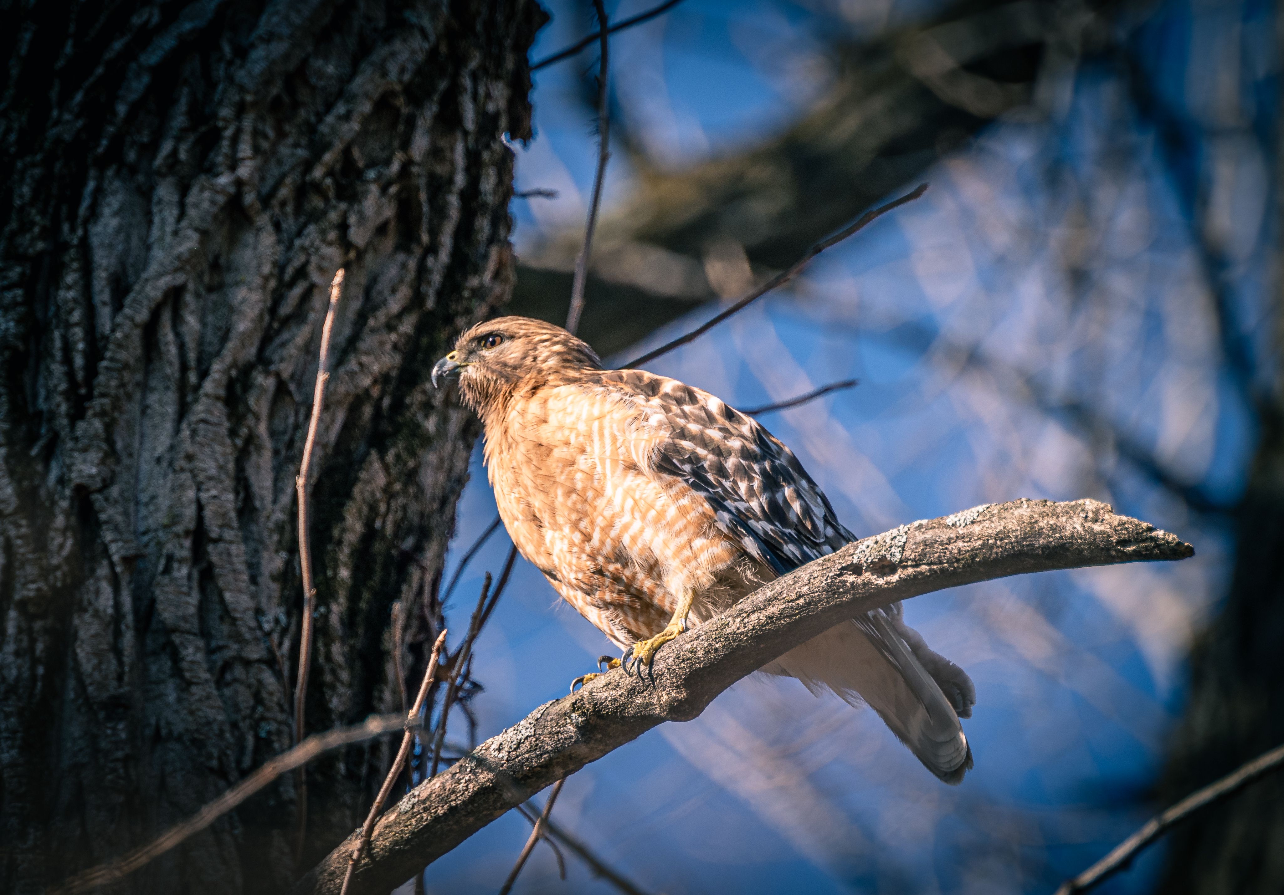 Predator Bird on Branch · Free Stock Photo