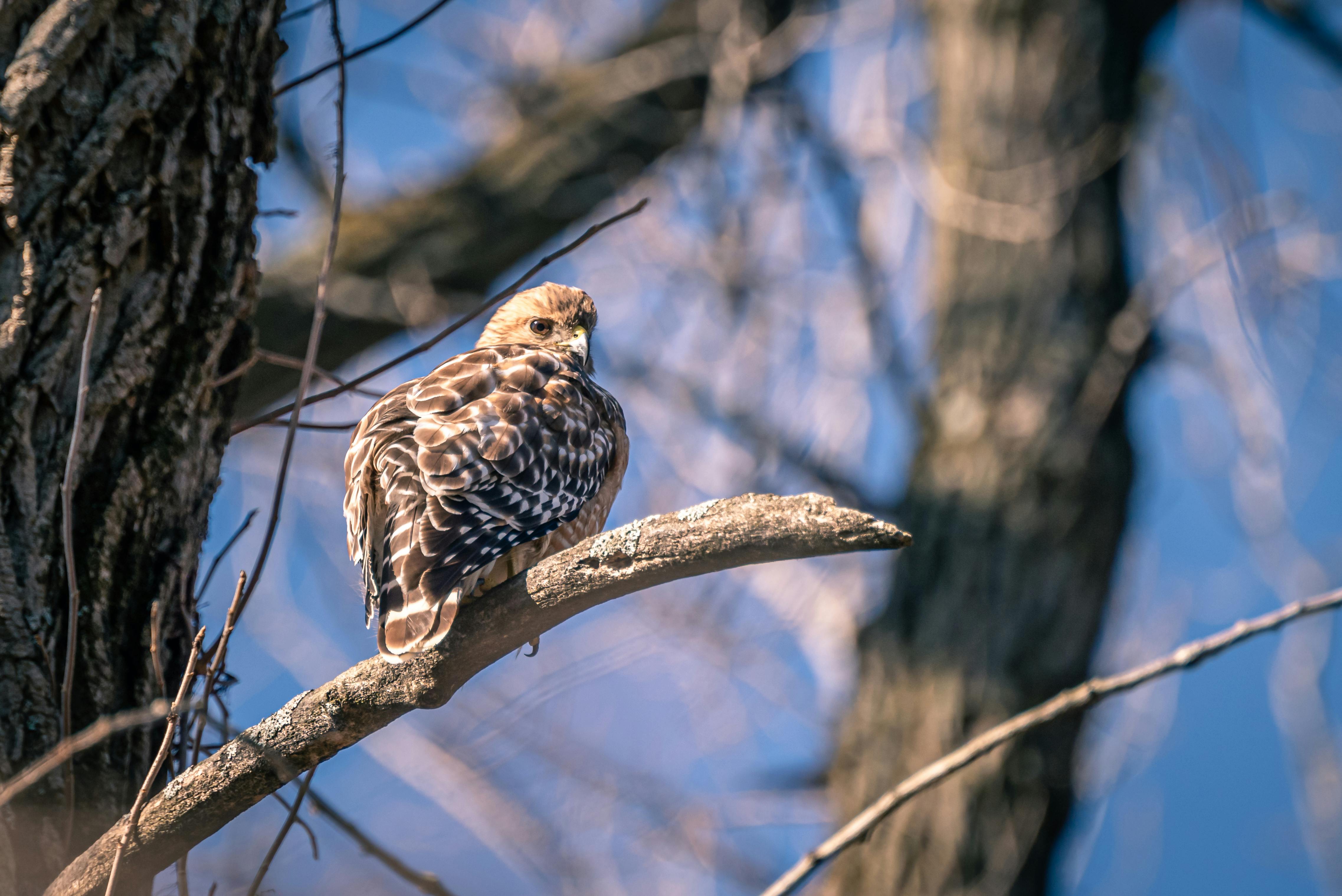 Hawk on Branch · Free Stock Photo