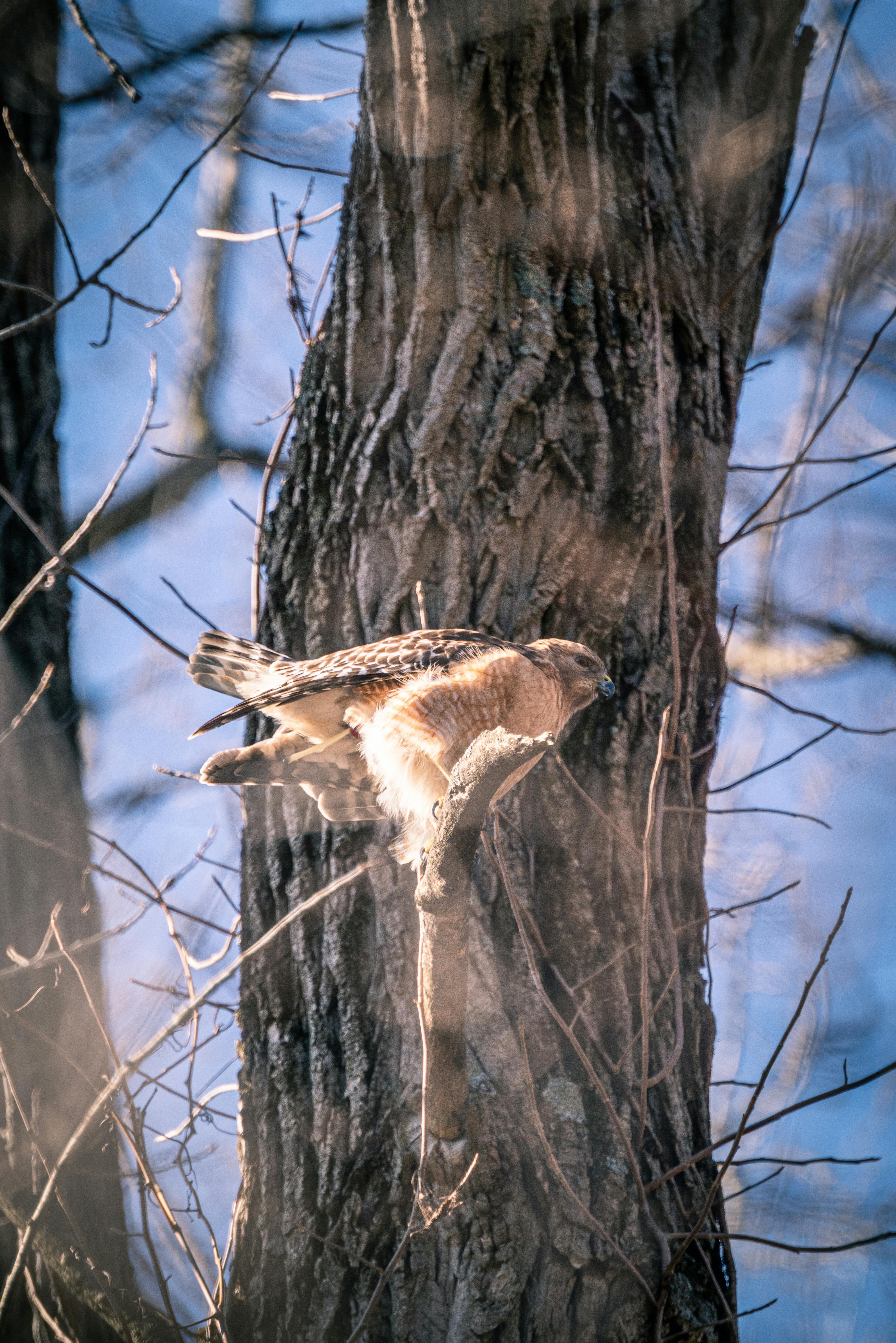 Close up of Hawk on Branches · Free Stock Photo