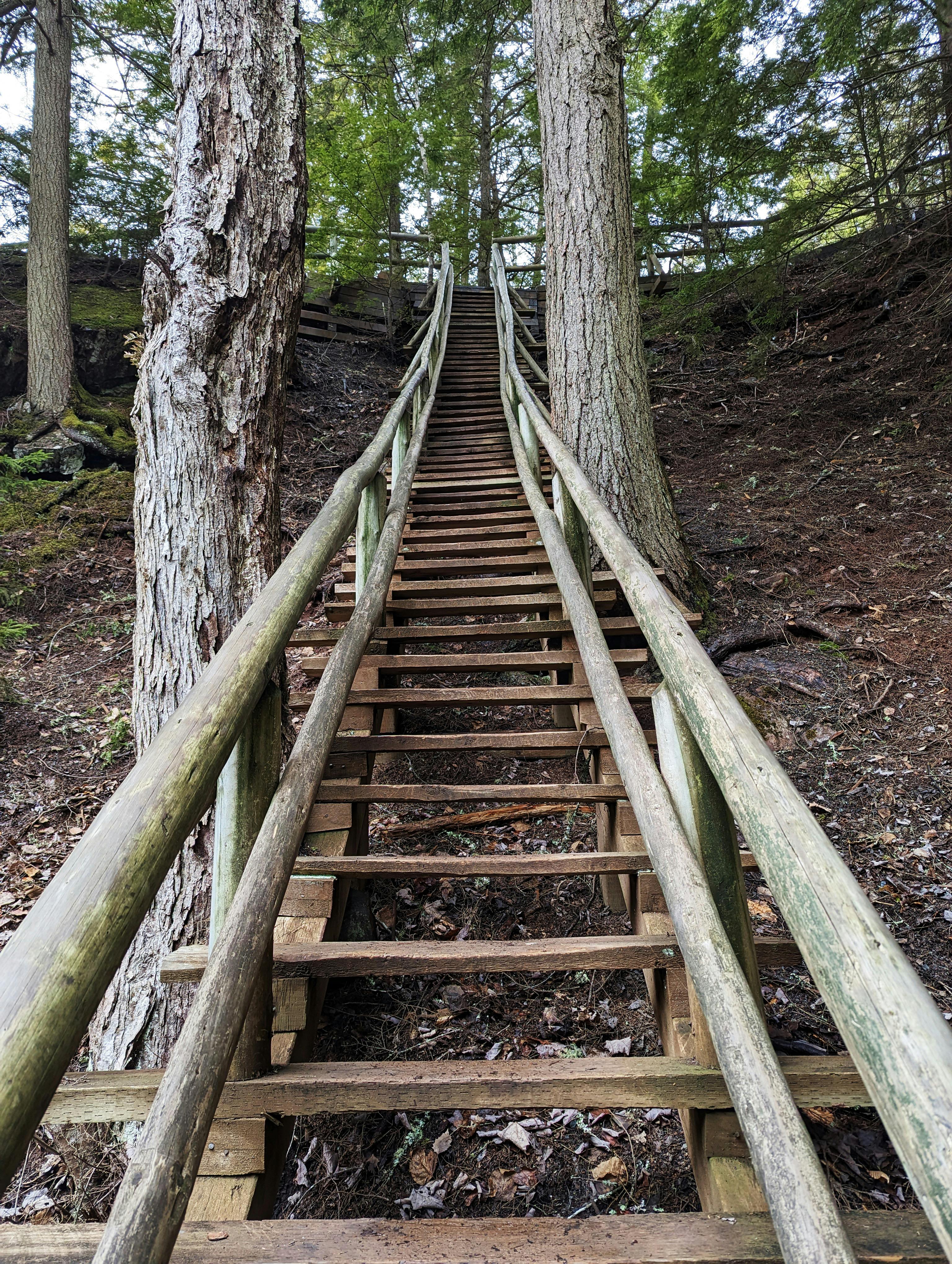 Steps in Forest · Free Stock Photo